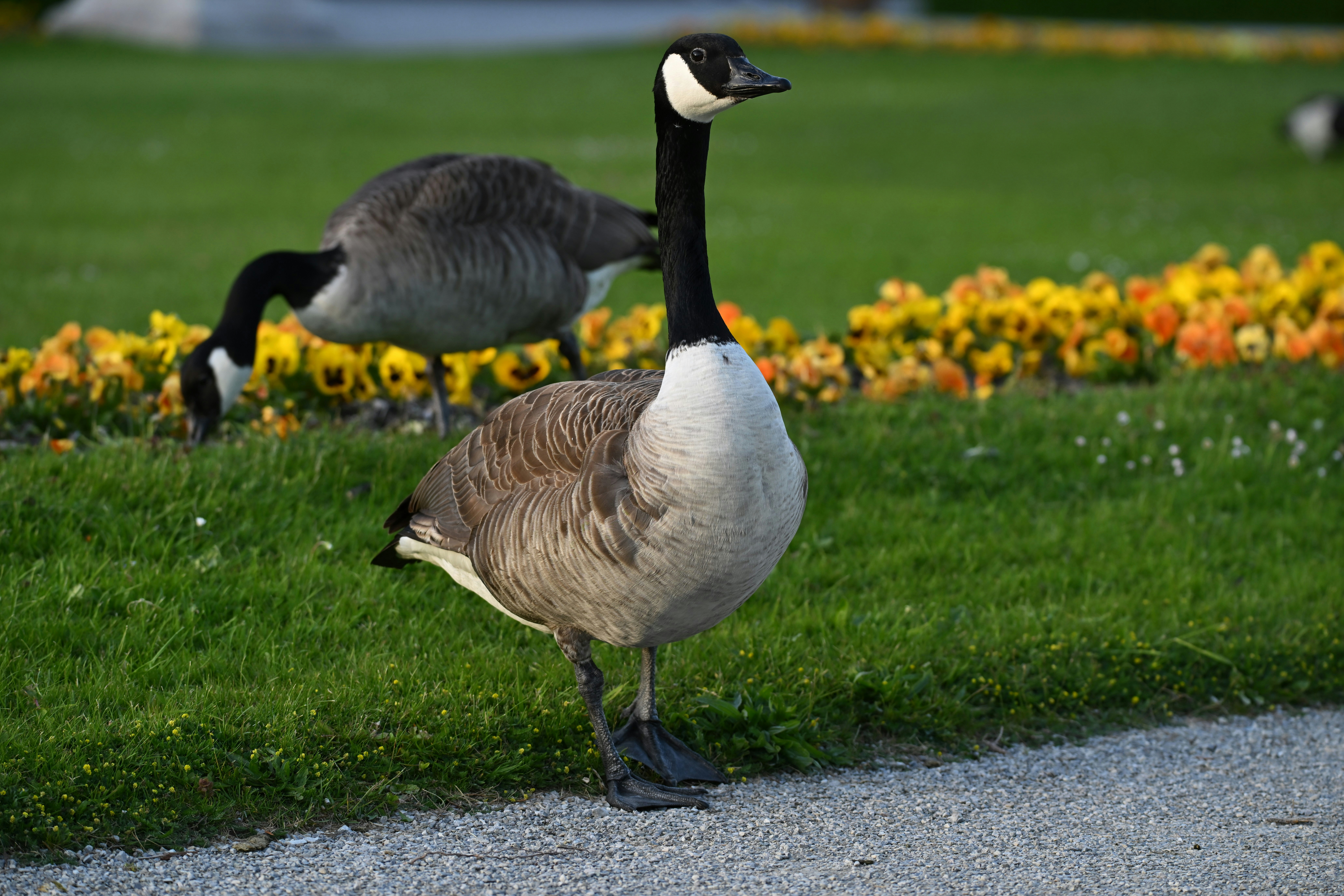 Canada Goose at the Garden Bloom: a calm central moment