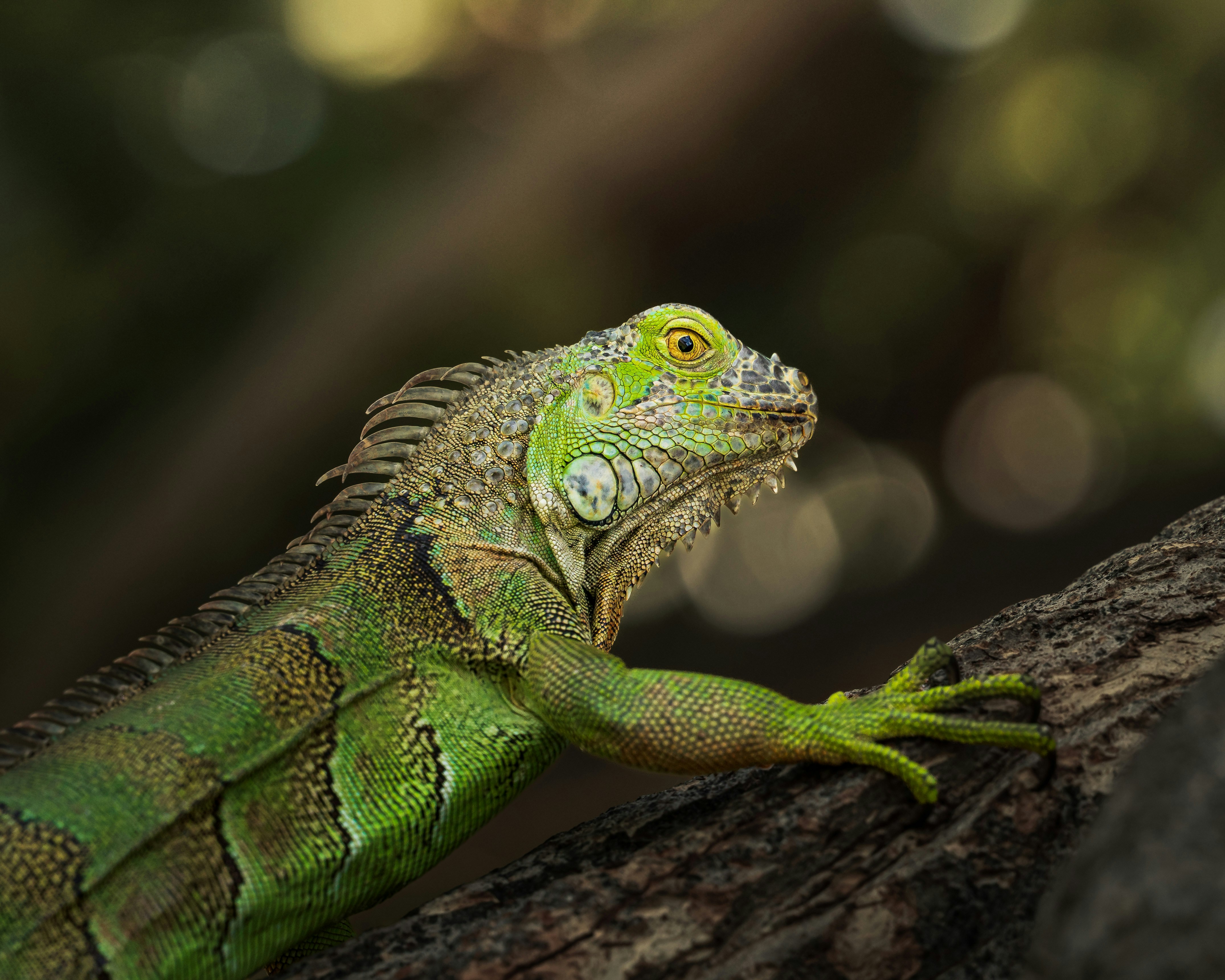 Emerald Lizard Rook on a Log