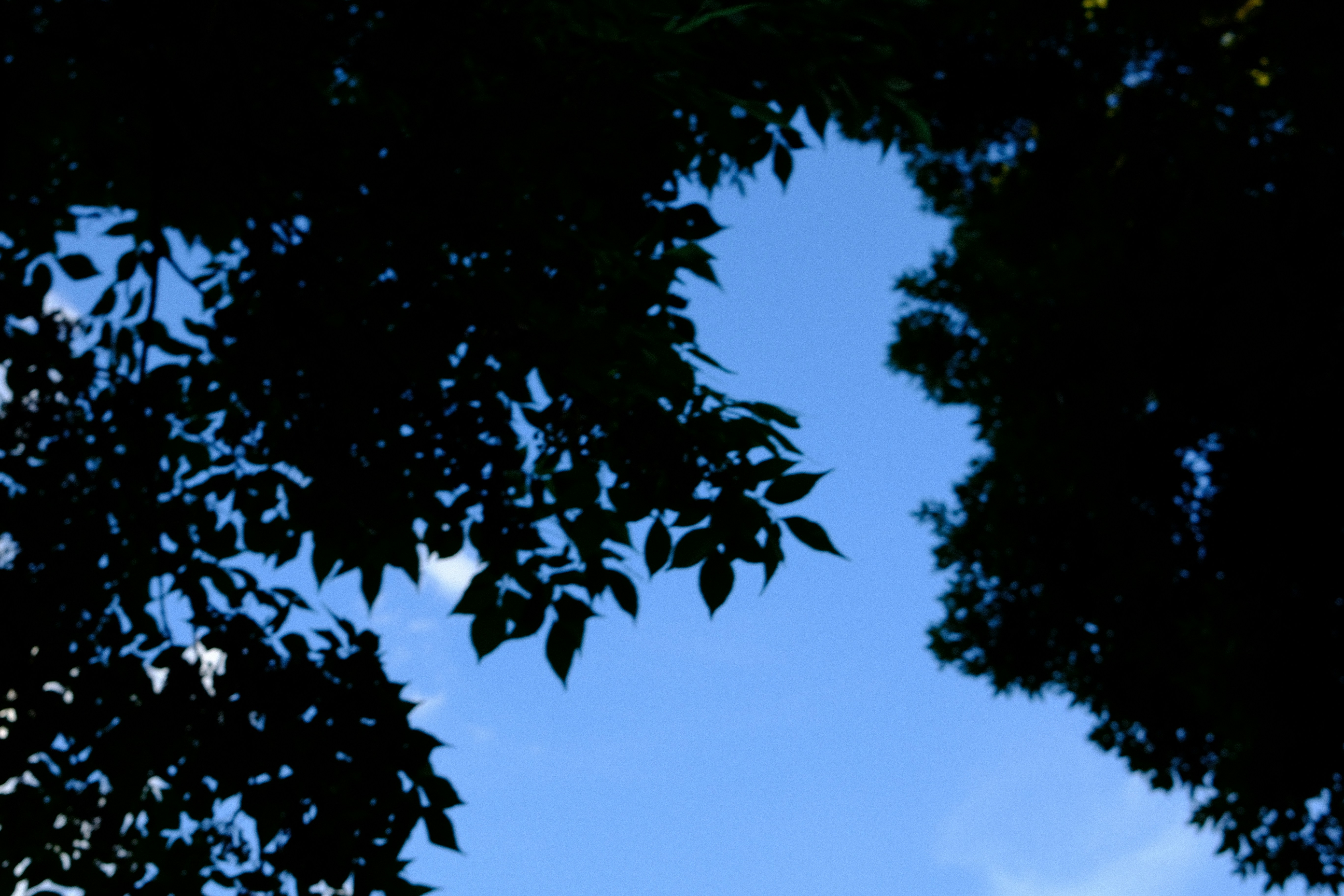 Skyward Veil: Branches Framing a Clear Blue Moment