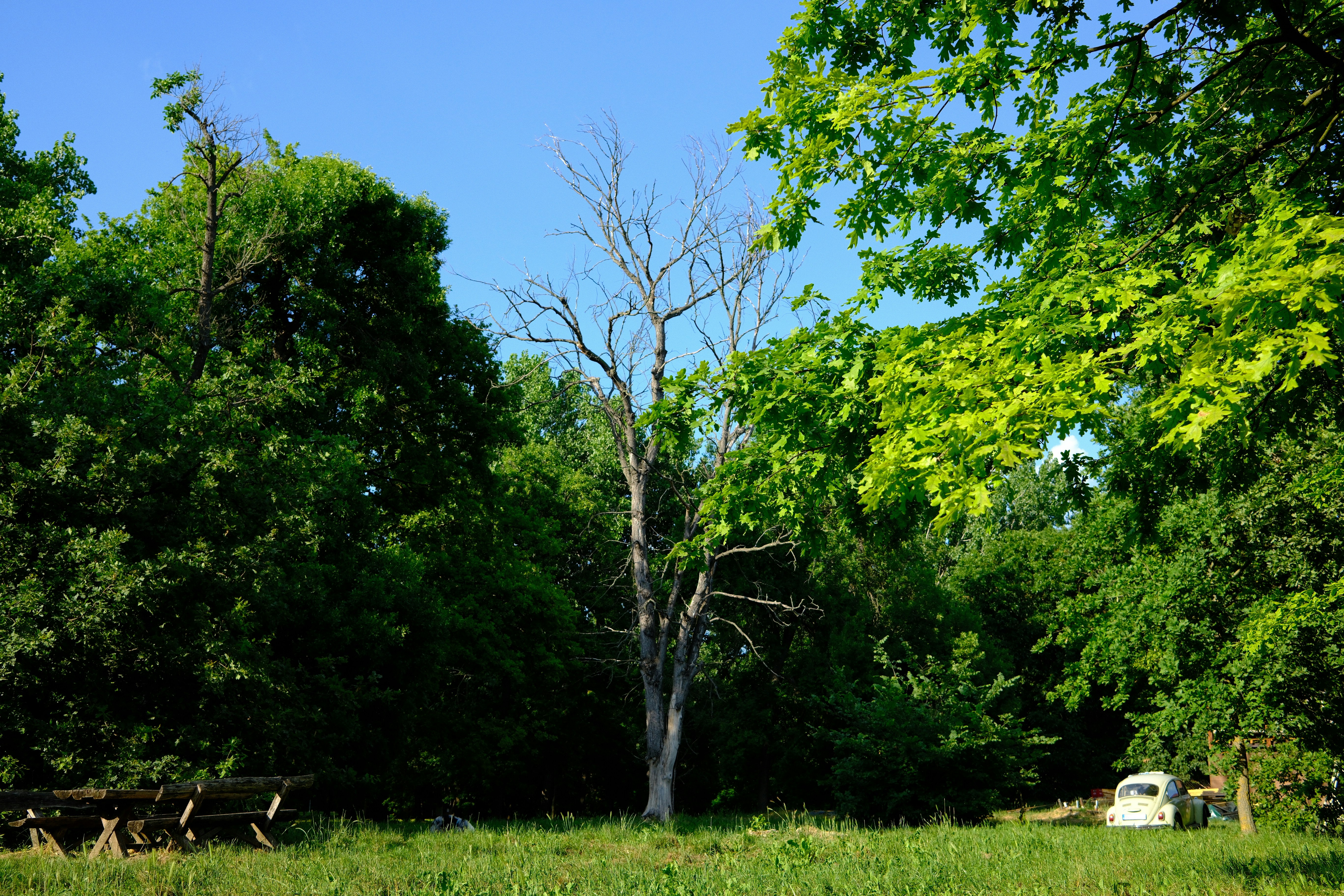 Sunlit Clearing with Lone Tree and Distant Car