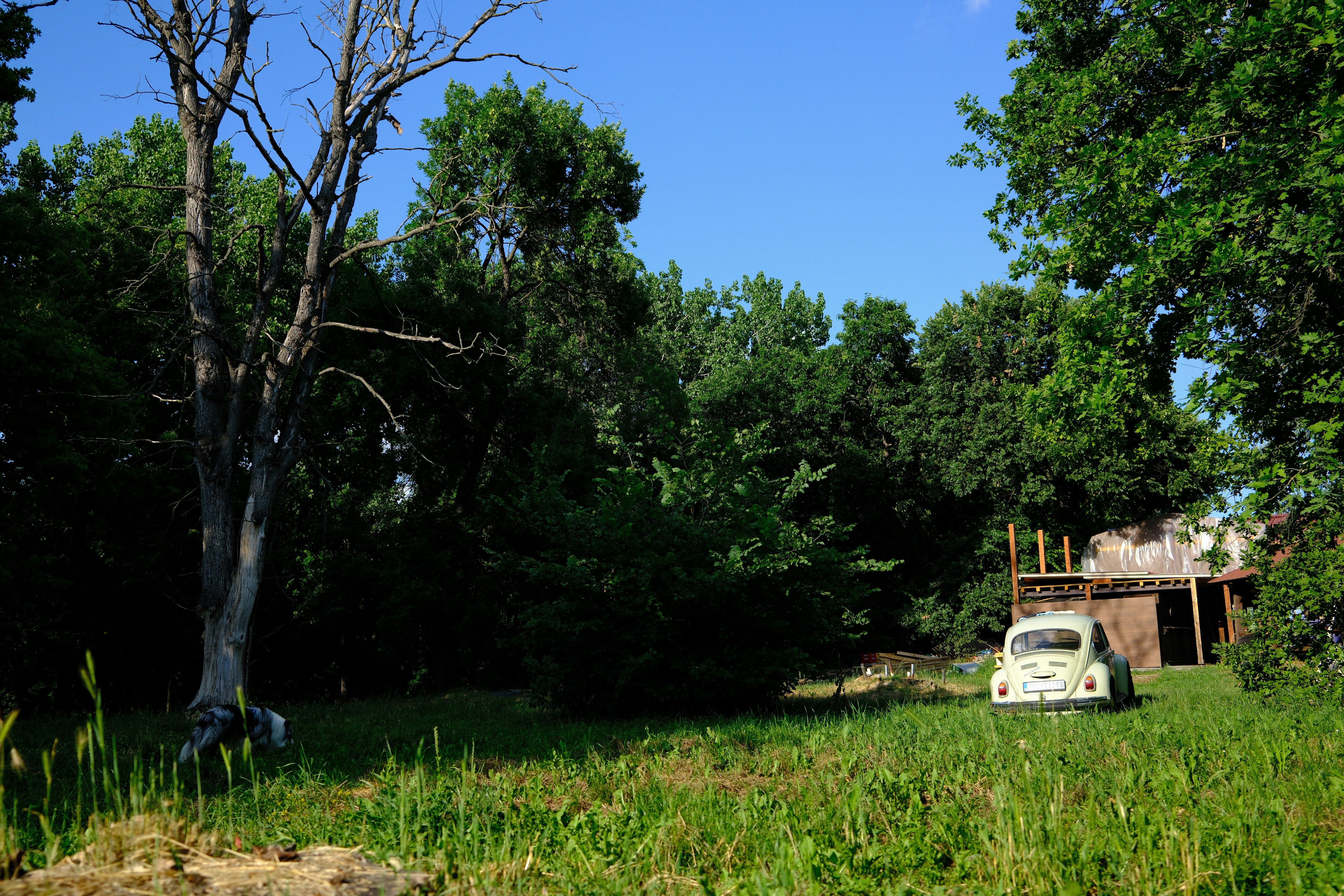 Sunny Rural Drive: A Classic Beetle Resting by a Woodworking Scene