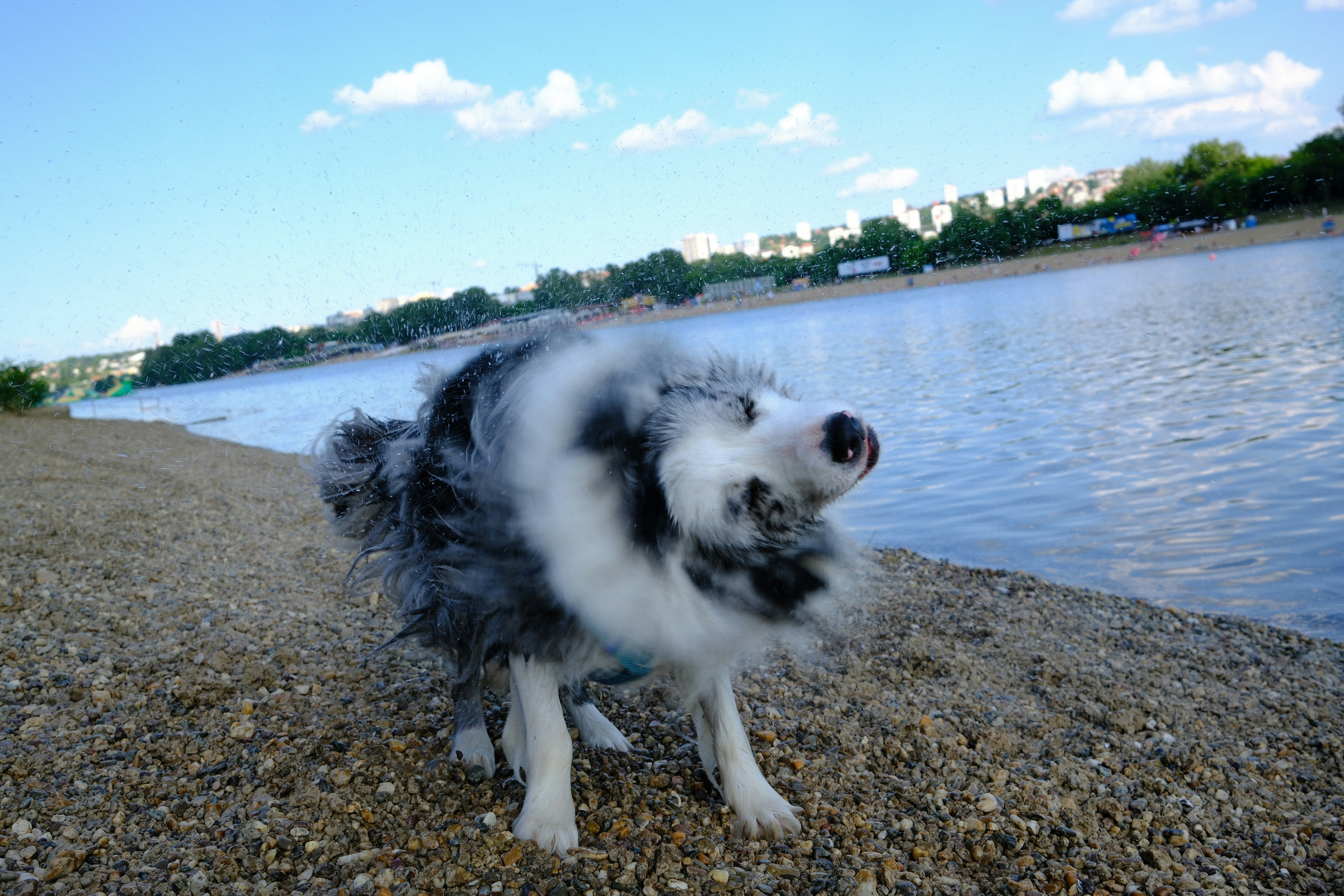 Wet dog vigorously shaking water off on a sunny beach.