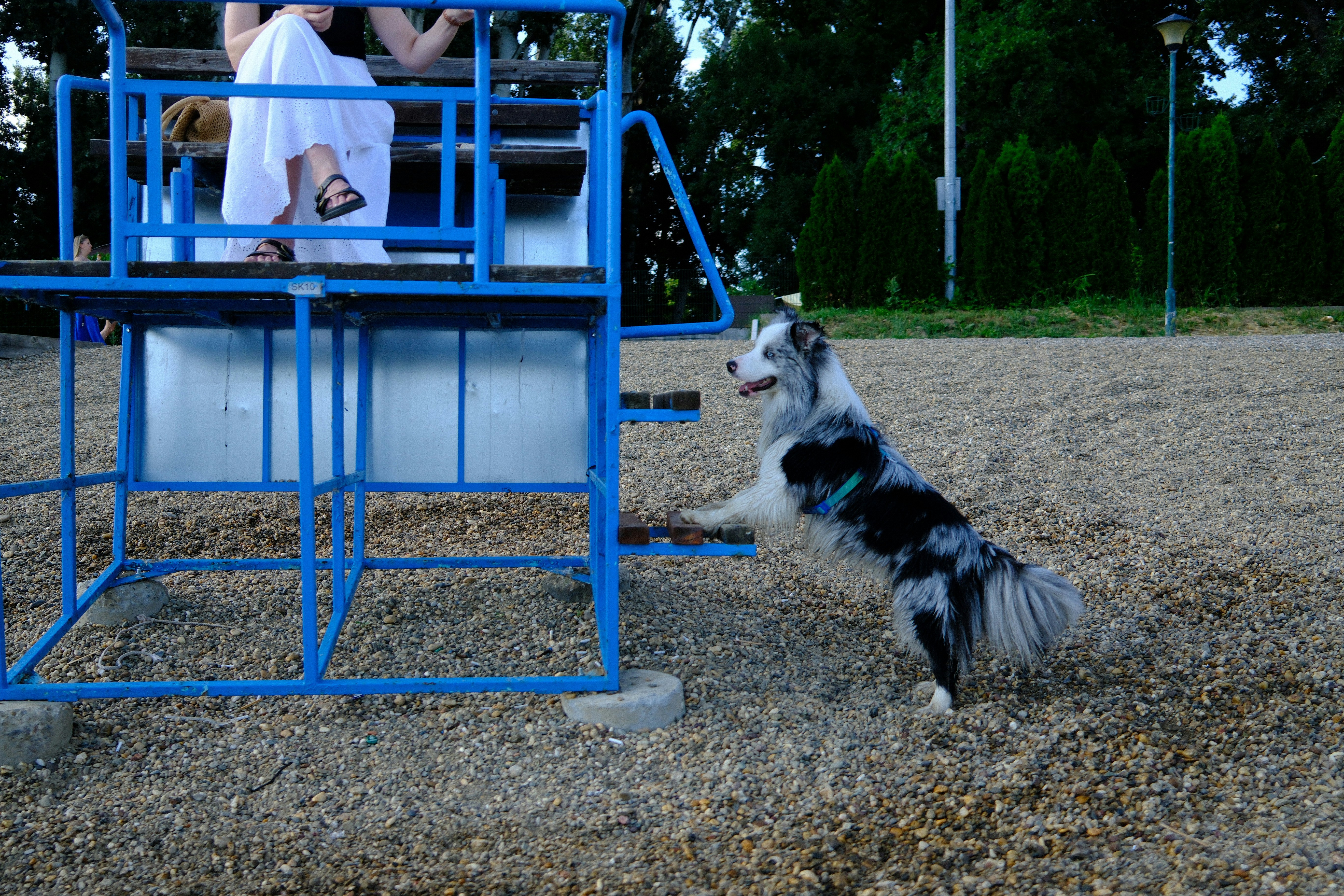 Blue merle dog interacting with a playground structure.