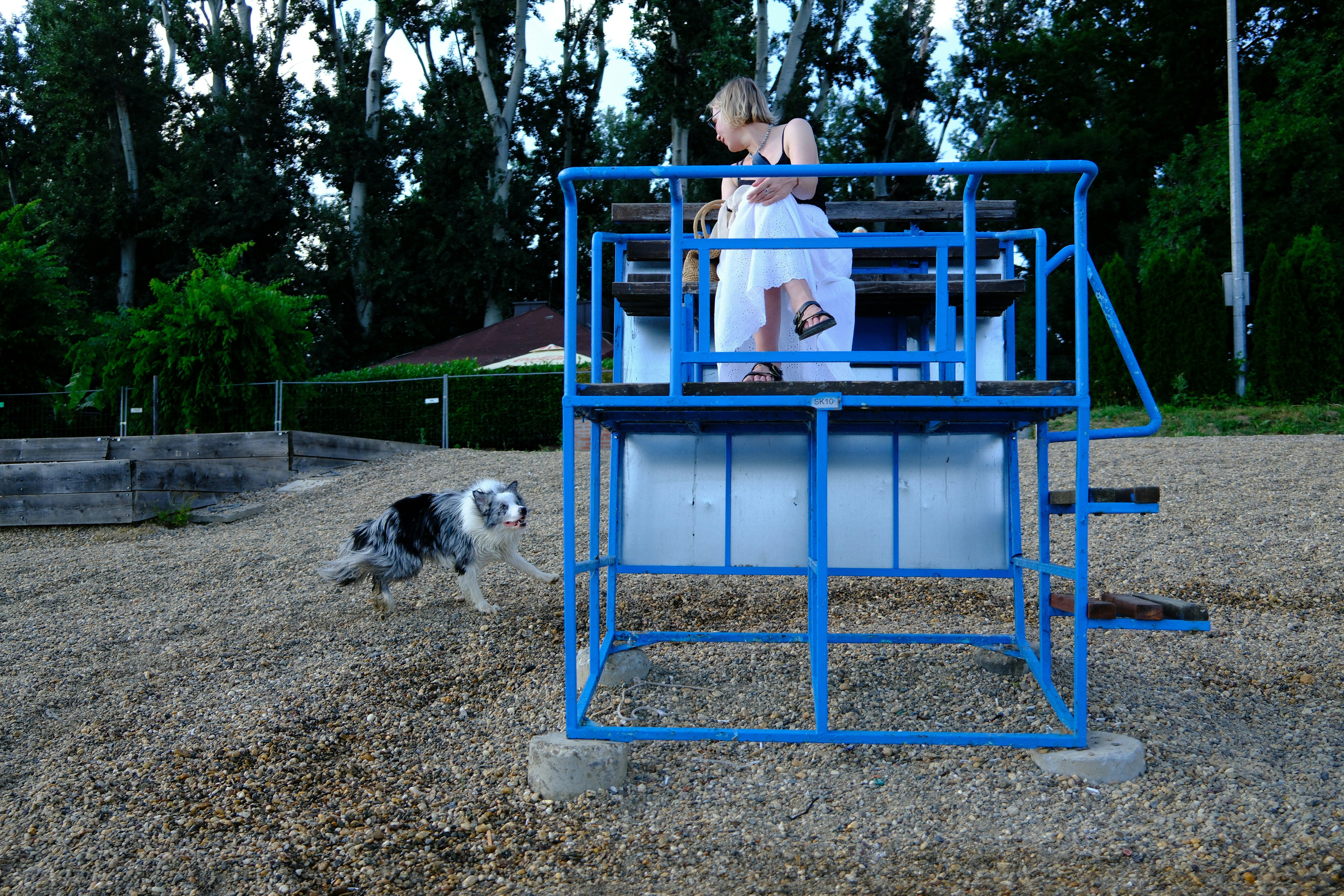 Girl on blue lift observes a curious dog in a gravel playground