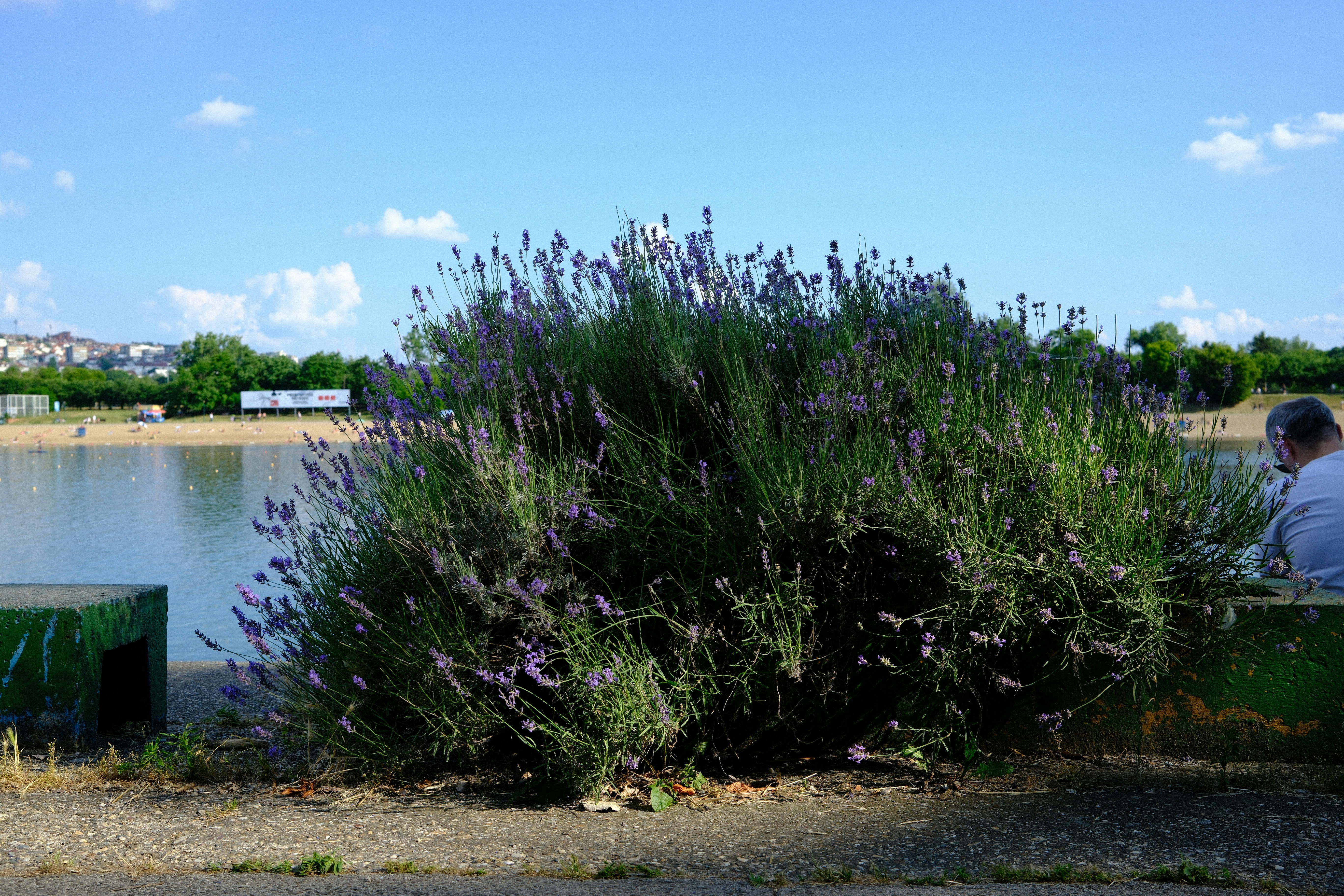 Lavender Bush by the Water: Quiet Riverside Portrait