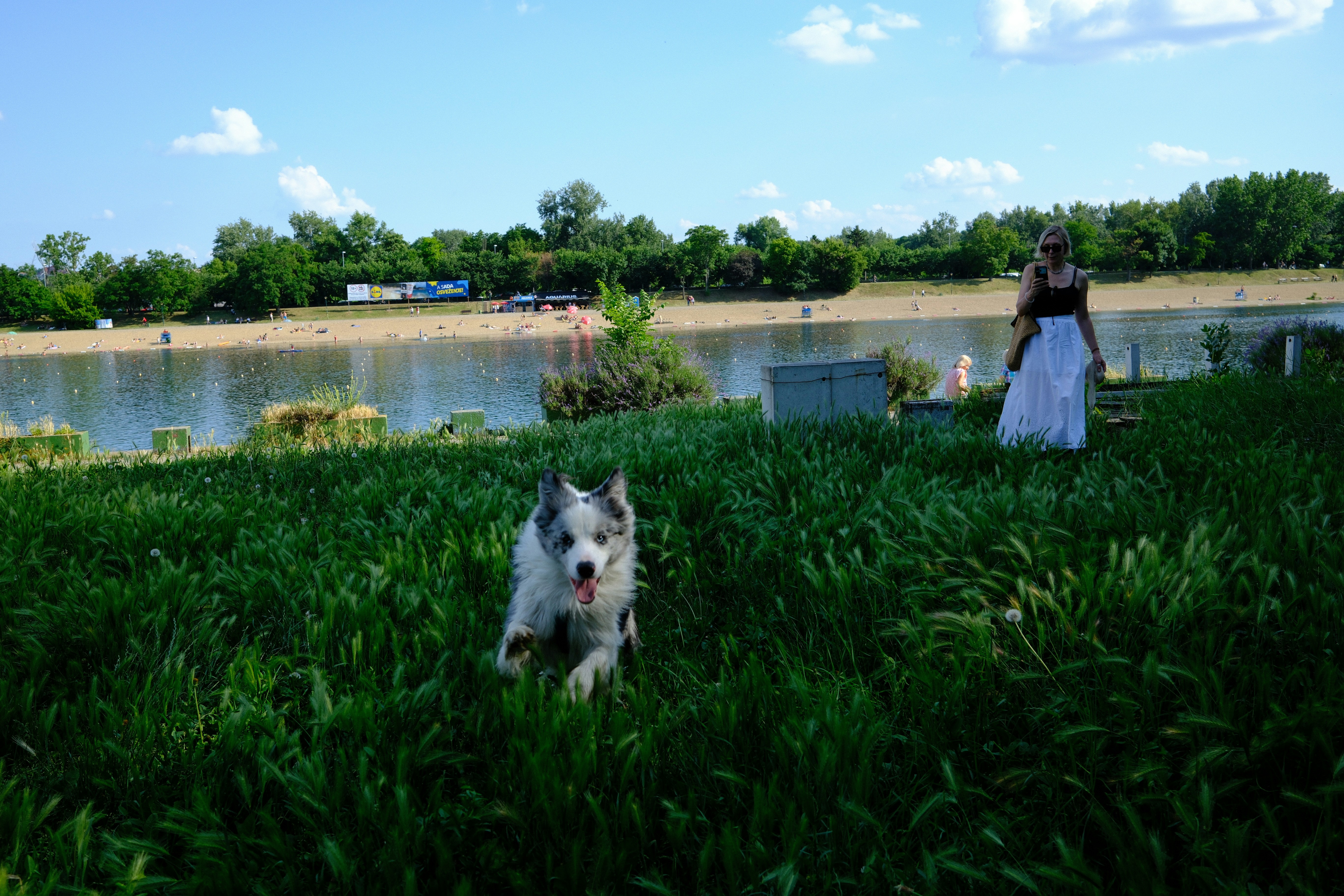 Dockside Meadow: A Border Collie’s Run Towards the Lake
