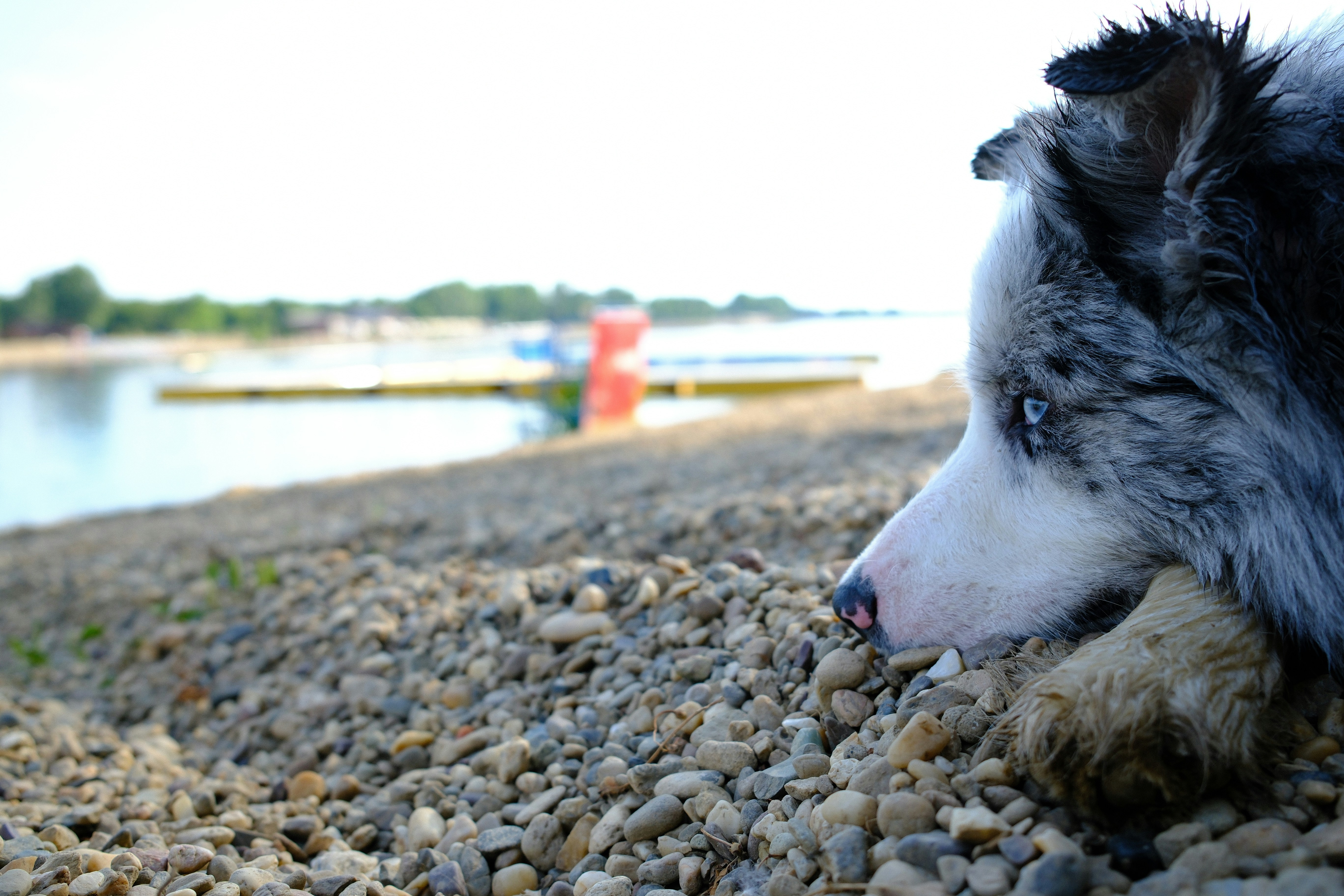 Cabled by the Shore: A Dog’s Quiet Vigil on Pebble Beach