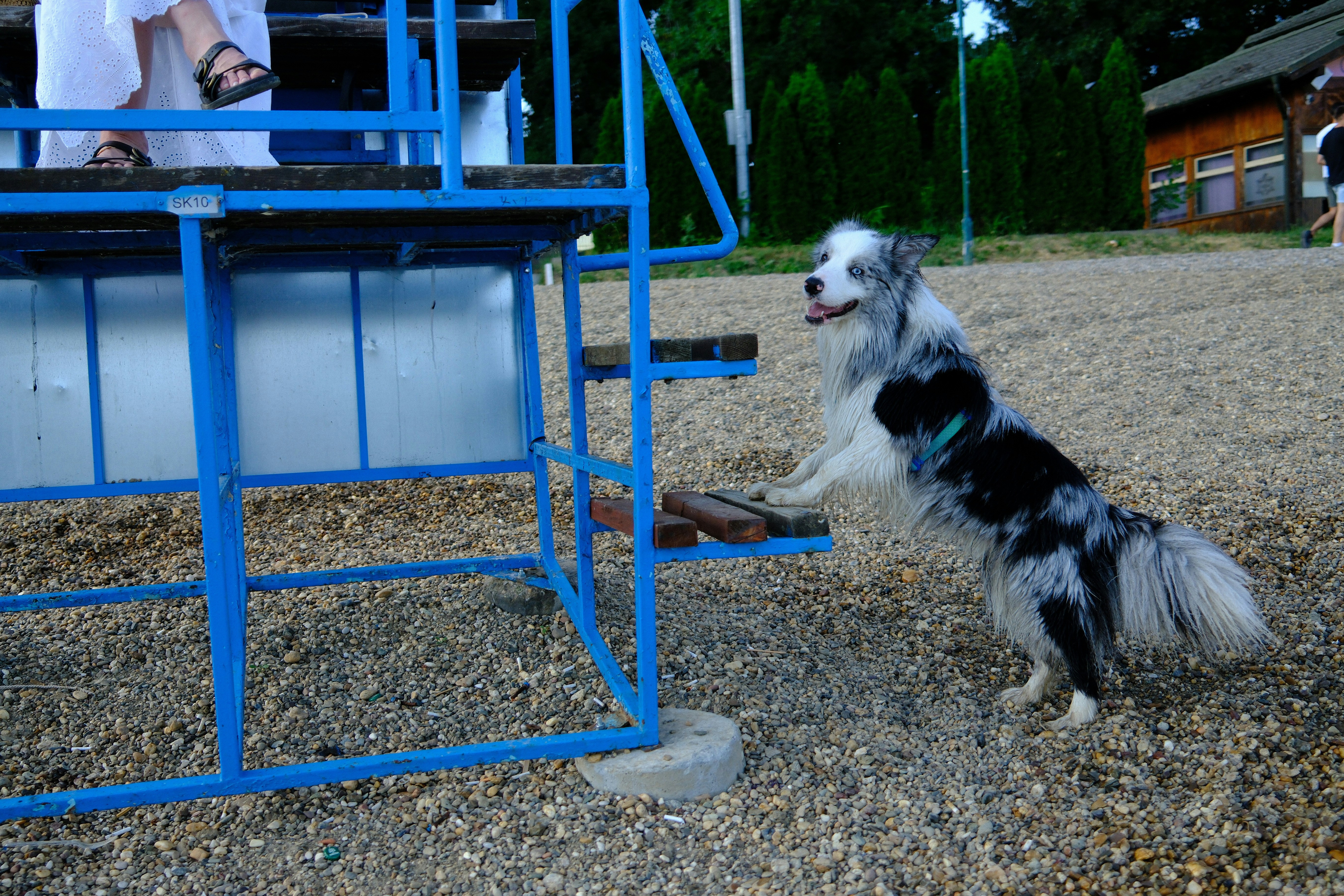 Border Collie on the Move: Trough-Top Encounter at a Gravel Field