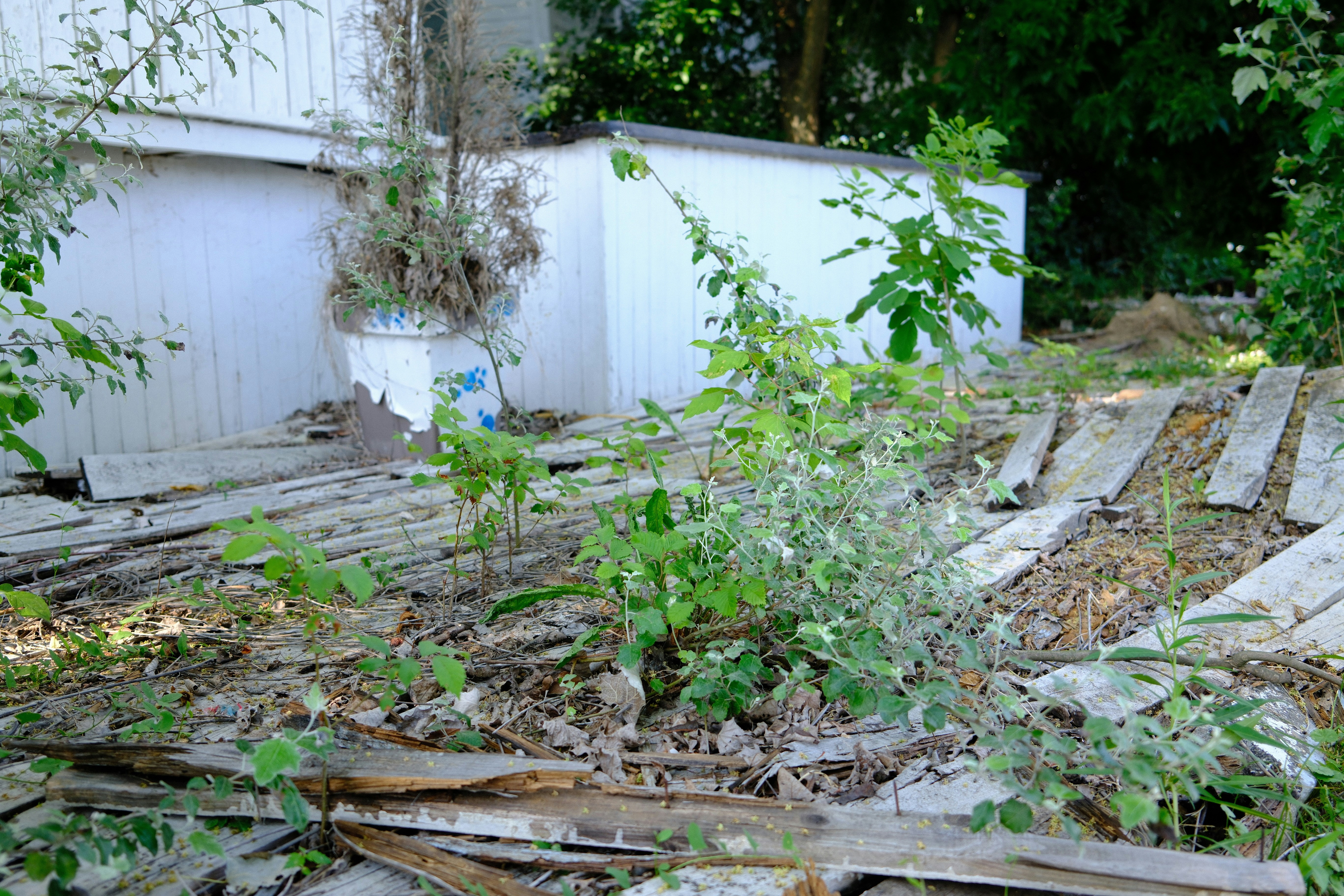 Overgrown Garden Pictures | Download Free Images on Unsplash