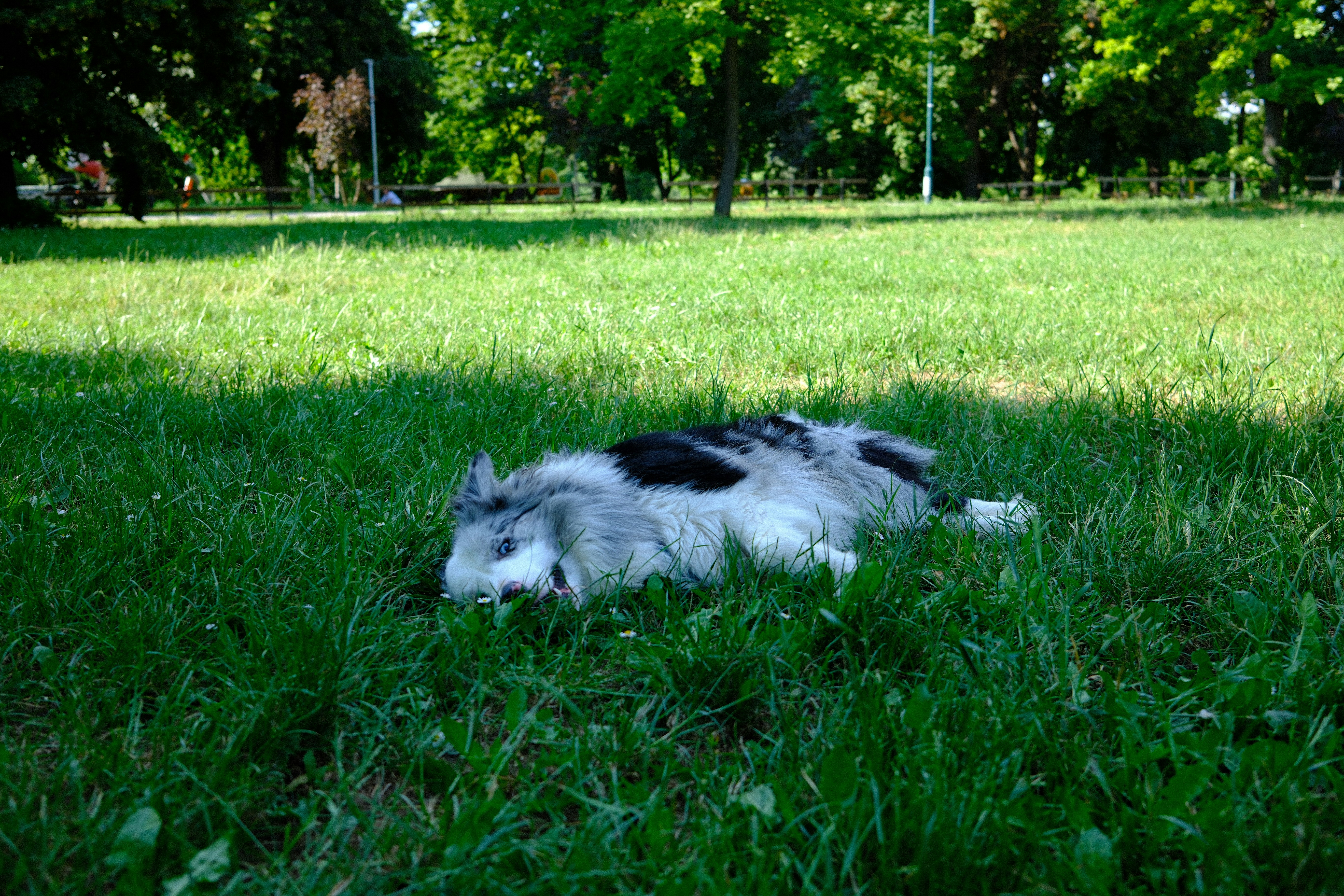 Sunlit Slumber: A Cat Resting Beneath the Park Canopy