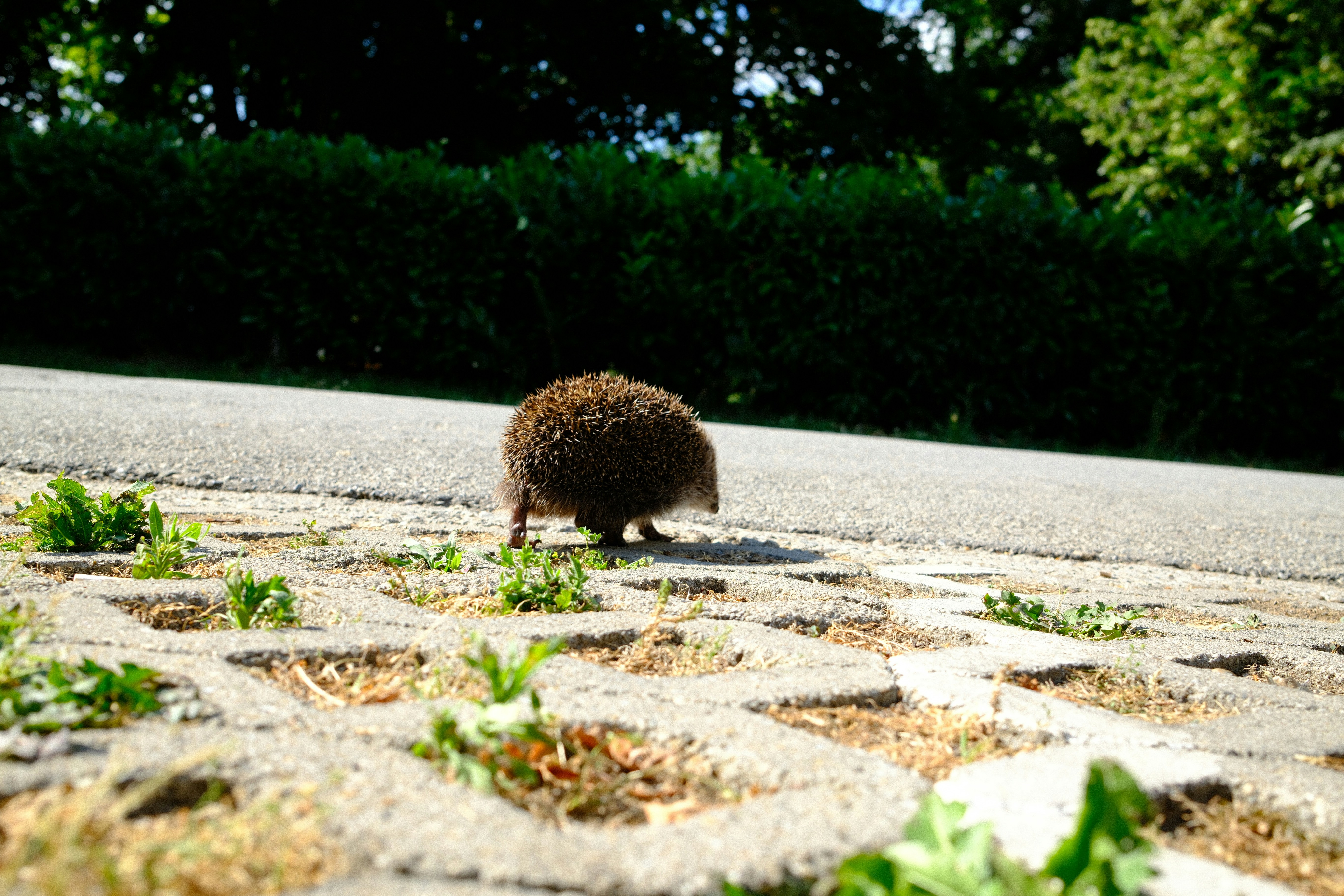 Hedgehog on a Sunlit Brick Path