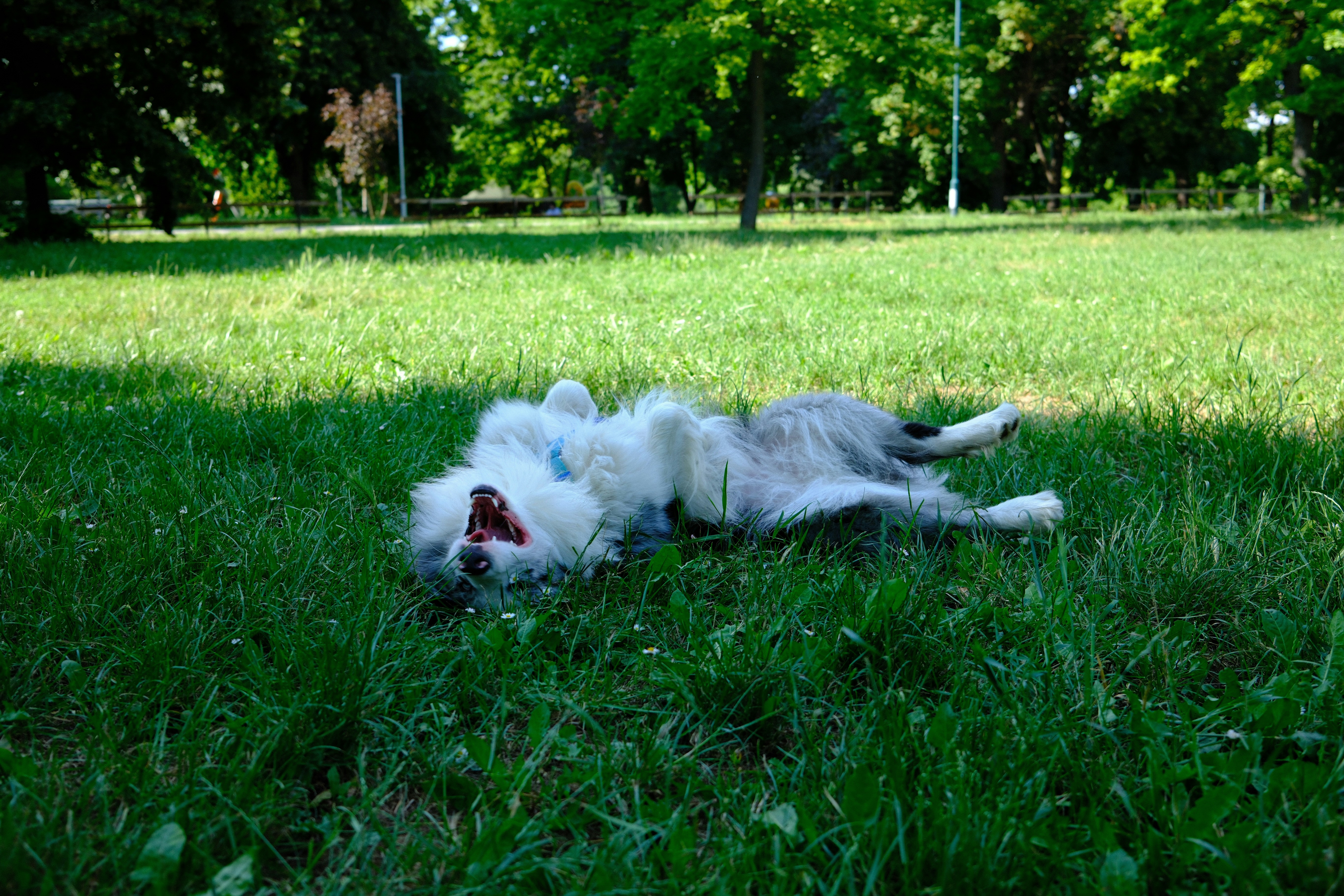 Sunlit Sprawl: A White Terrier Repose in Shaded Park Grass