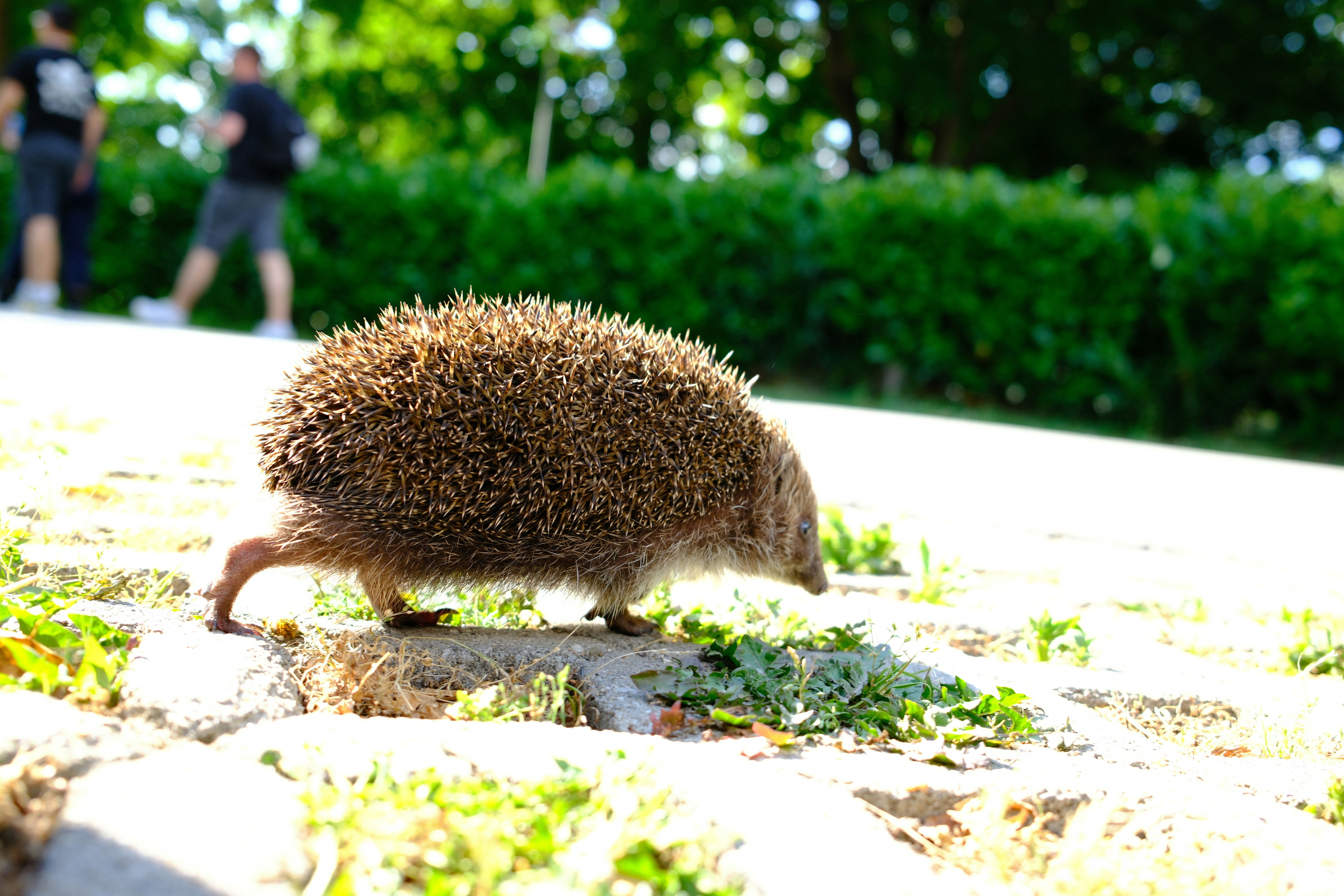 Hedgehog on Sunlit Path: Questing for Shade