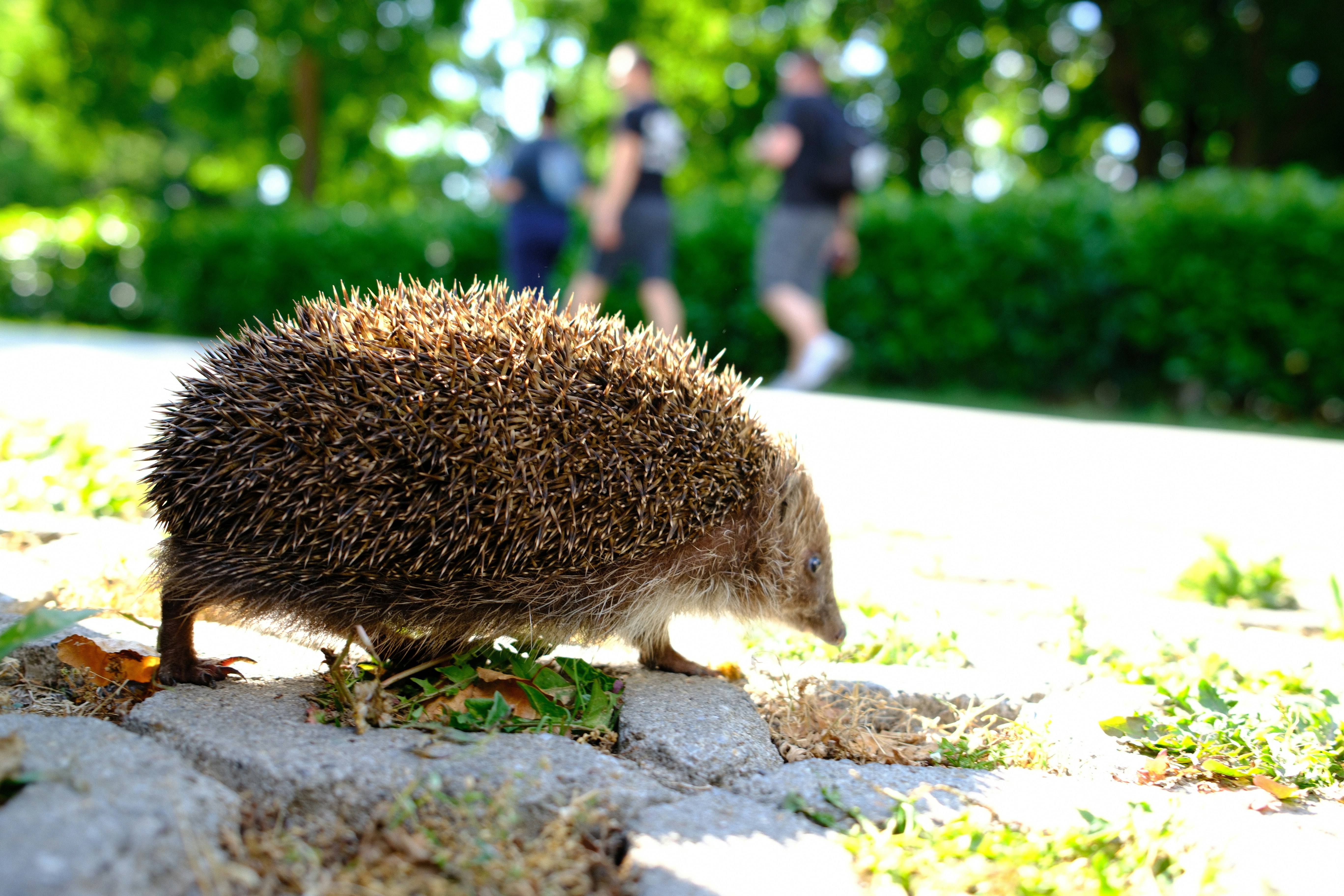 Spiny Visitor on the Path: Hedgehog in a Sunlit Park
