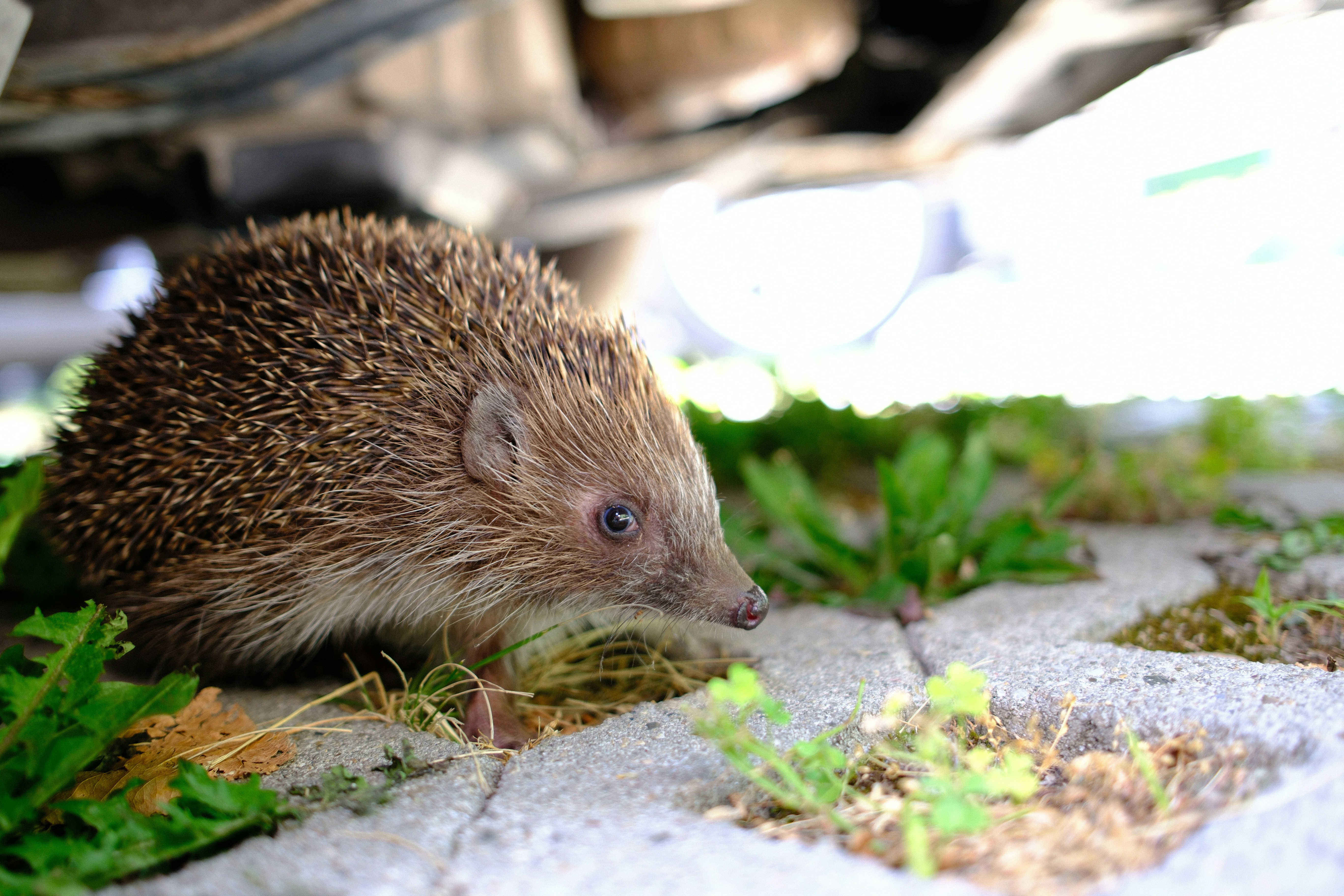 Under Neon Leaves: A Hedgehog Stepping into the Light