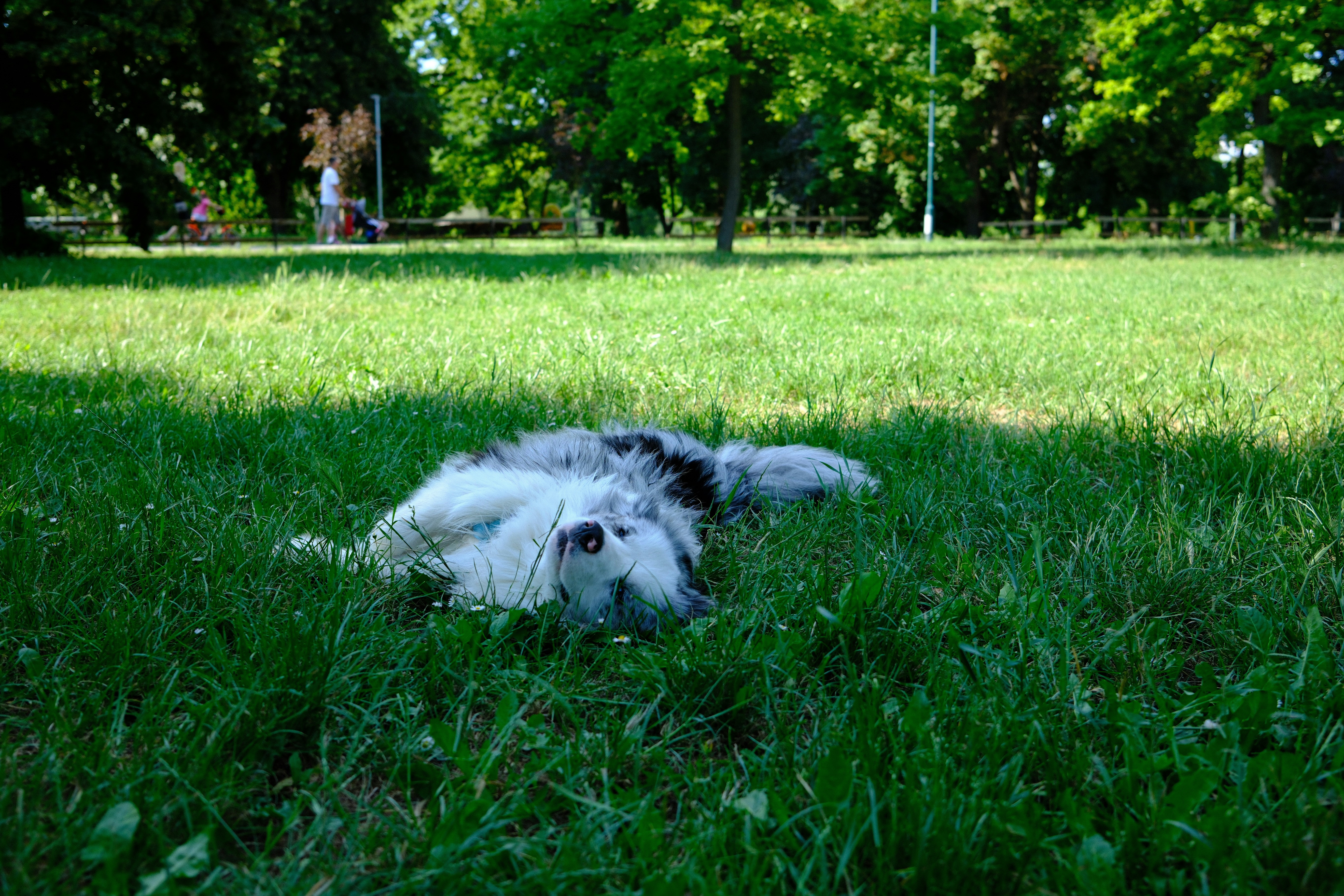 A fluffy dog lies on its back in green grass.