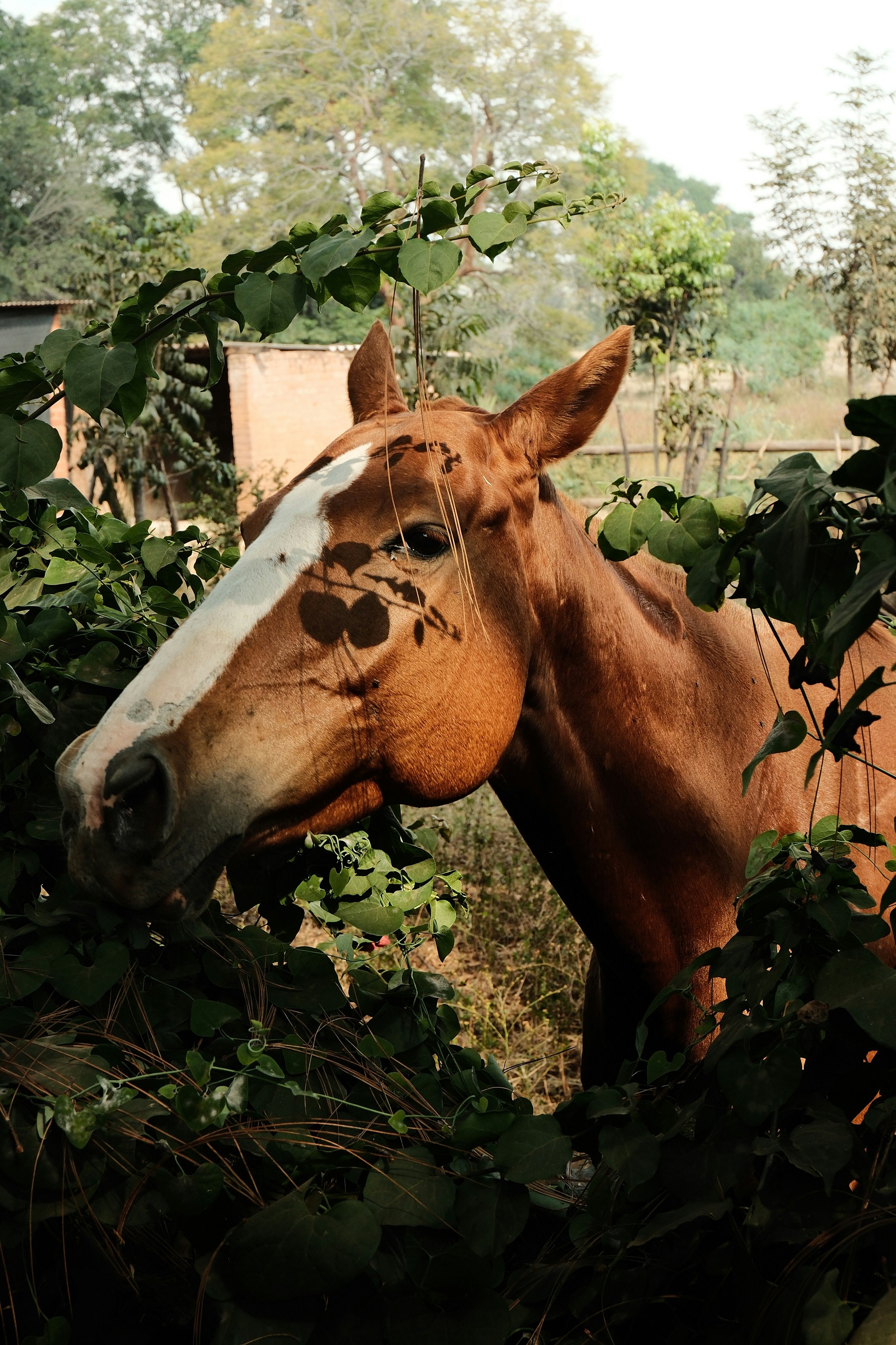Half-Hidden Gentle Gaze: A Chestnut in the Greenery