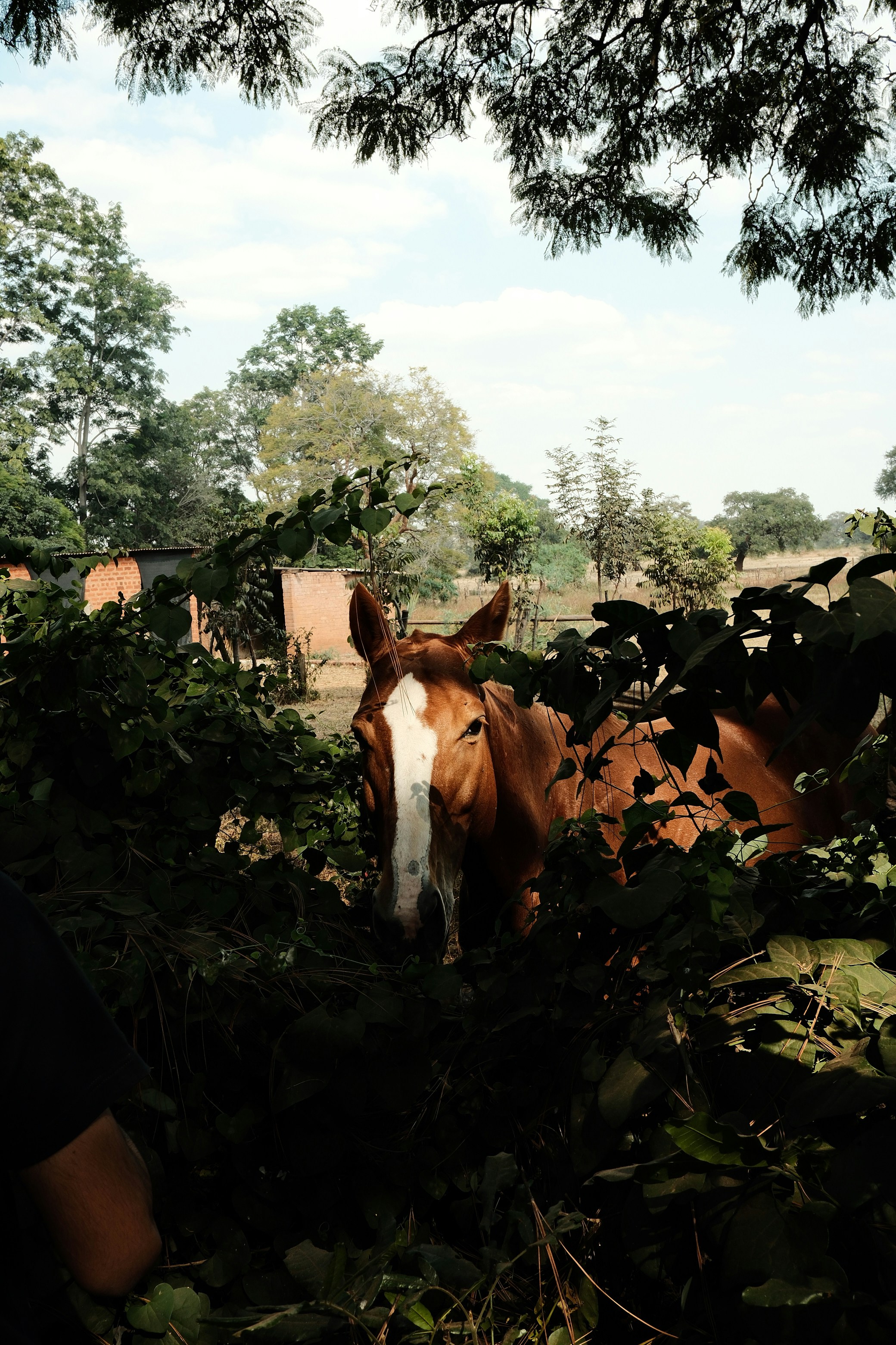 Brown horse with white blaze peers through dense greenery in a rural yard, amid hedges and distant trees; a calm, candid farm scene with soft daylight. This is a photographic capture, not a painting or illustration.