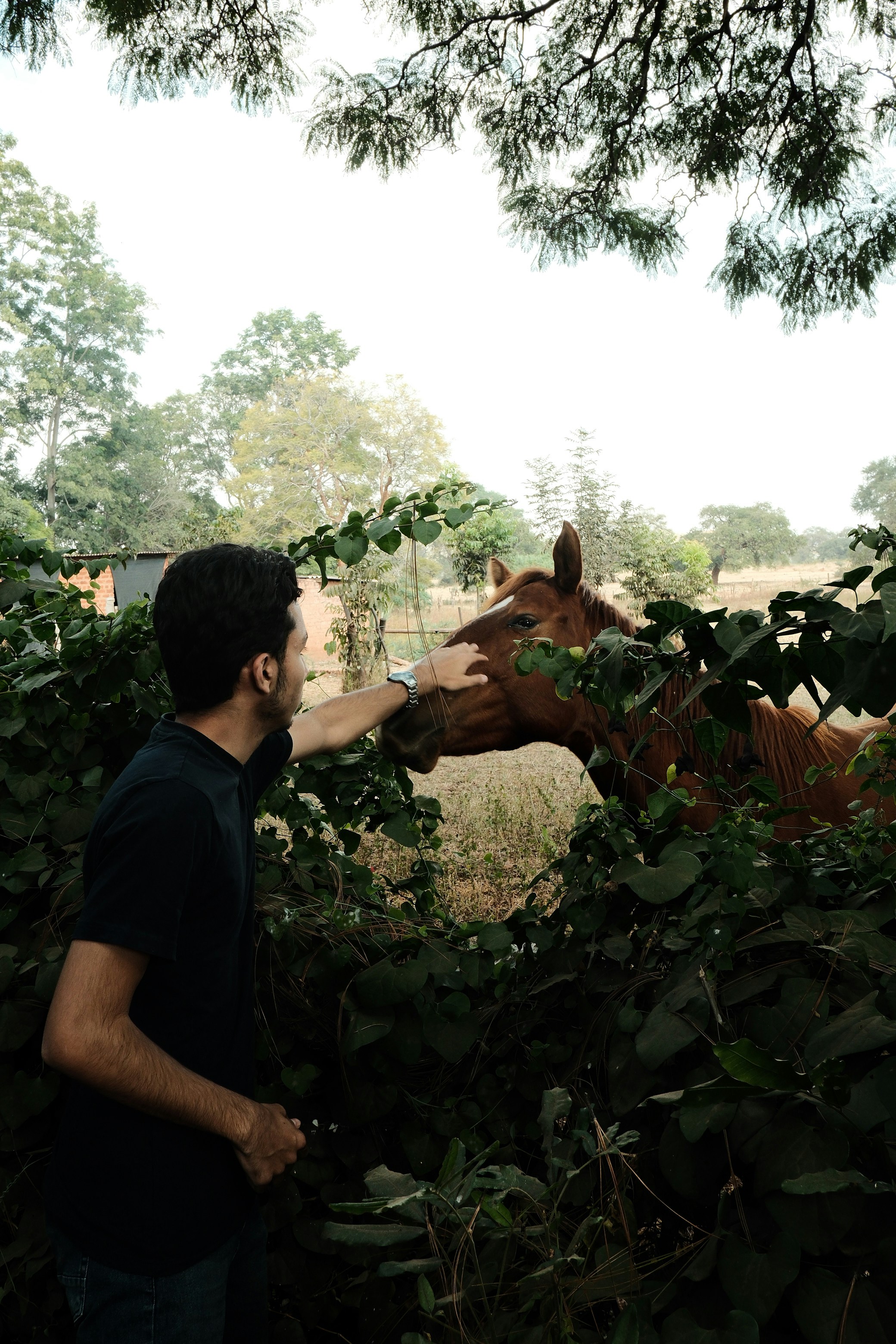 Handshake through the Hedge: A Quiet Moment with a Horse