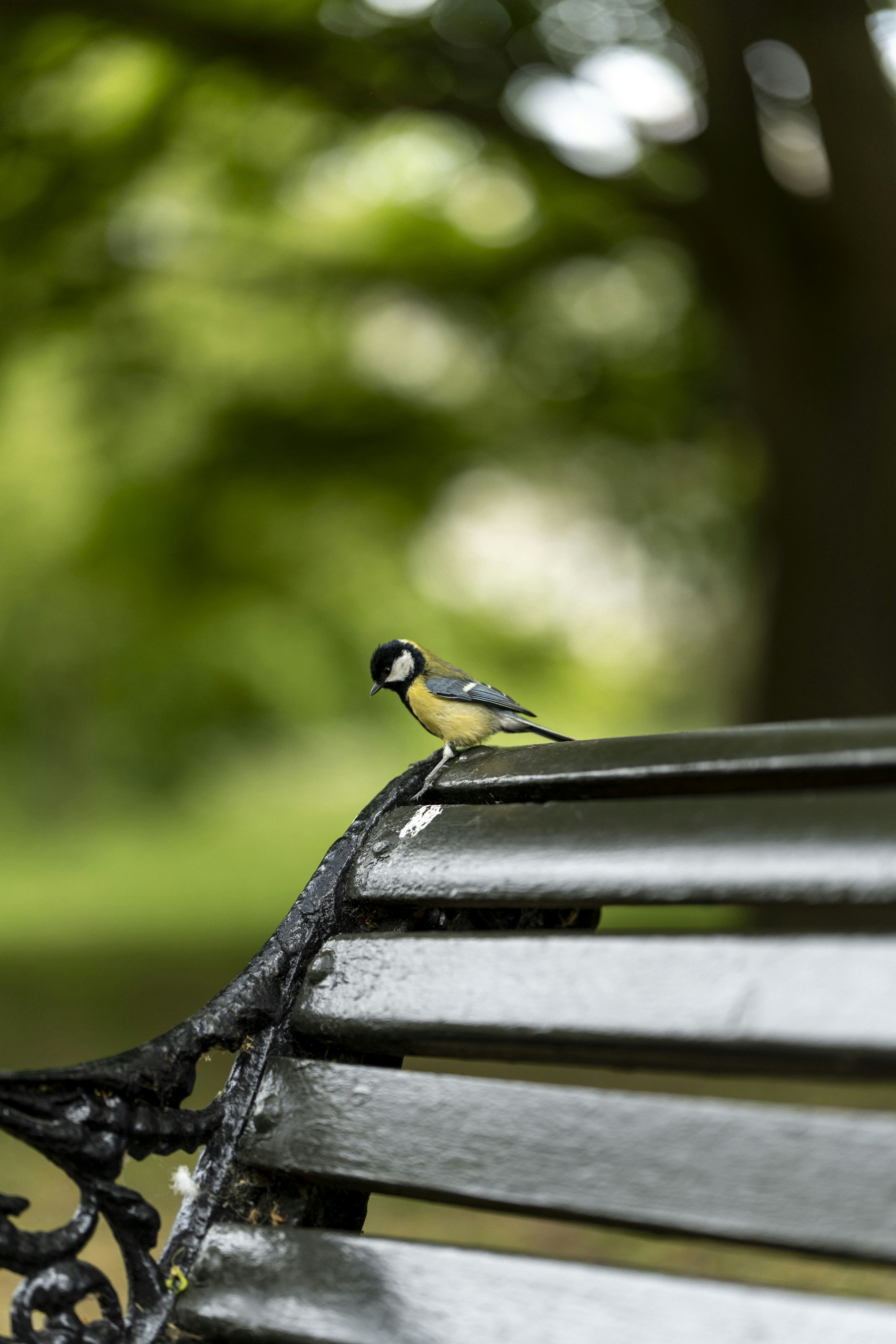 Tiny Bird, Big Scene: A Great Tit Perched on a Park Bench