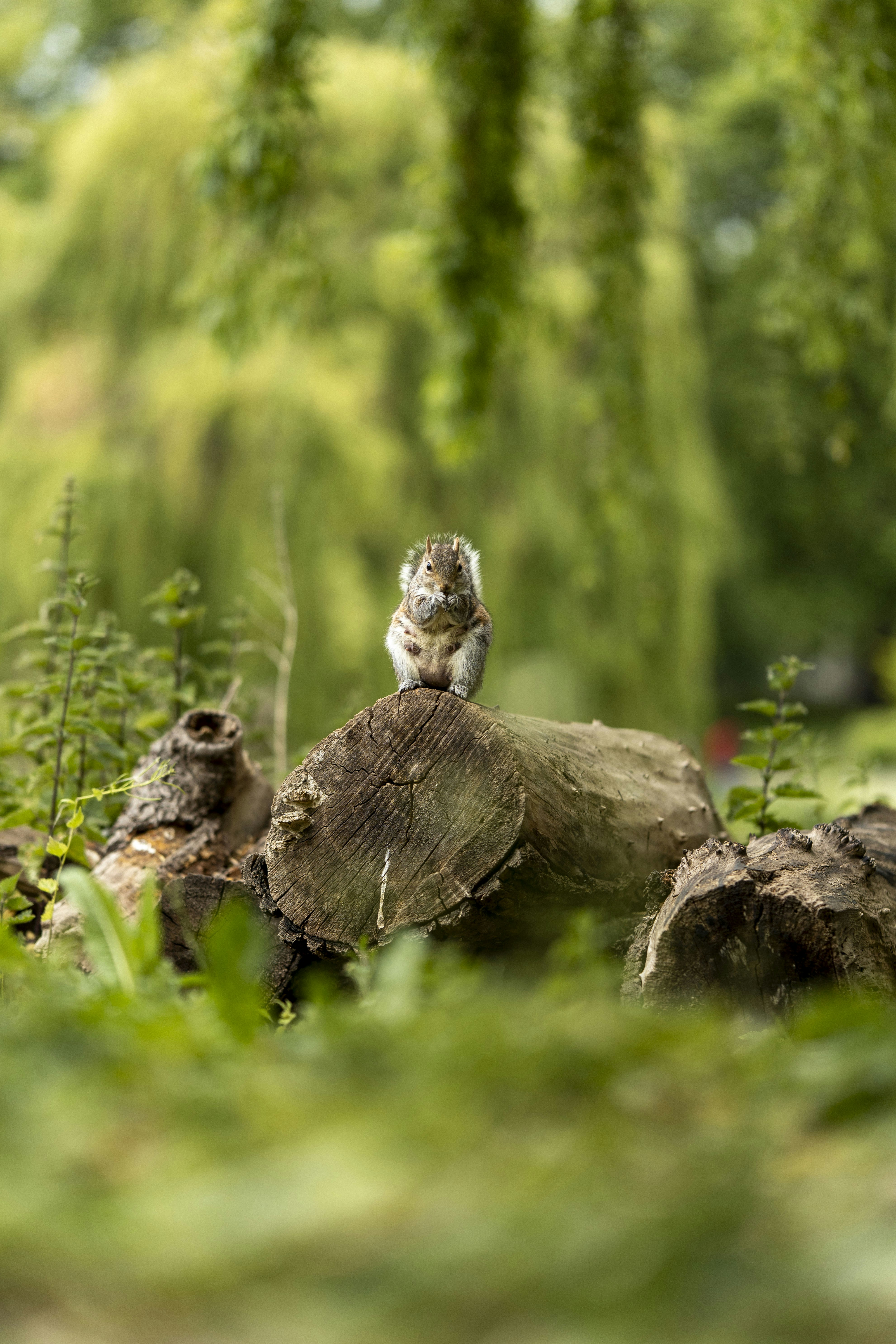 Squirrel on a Log: A Moment of Surprised Pause