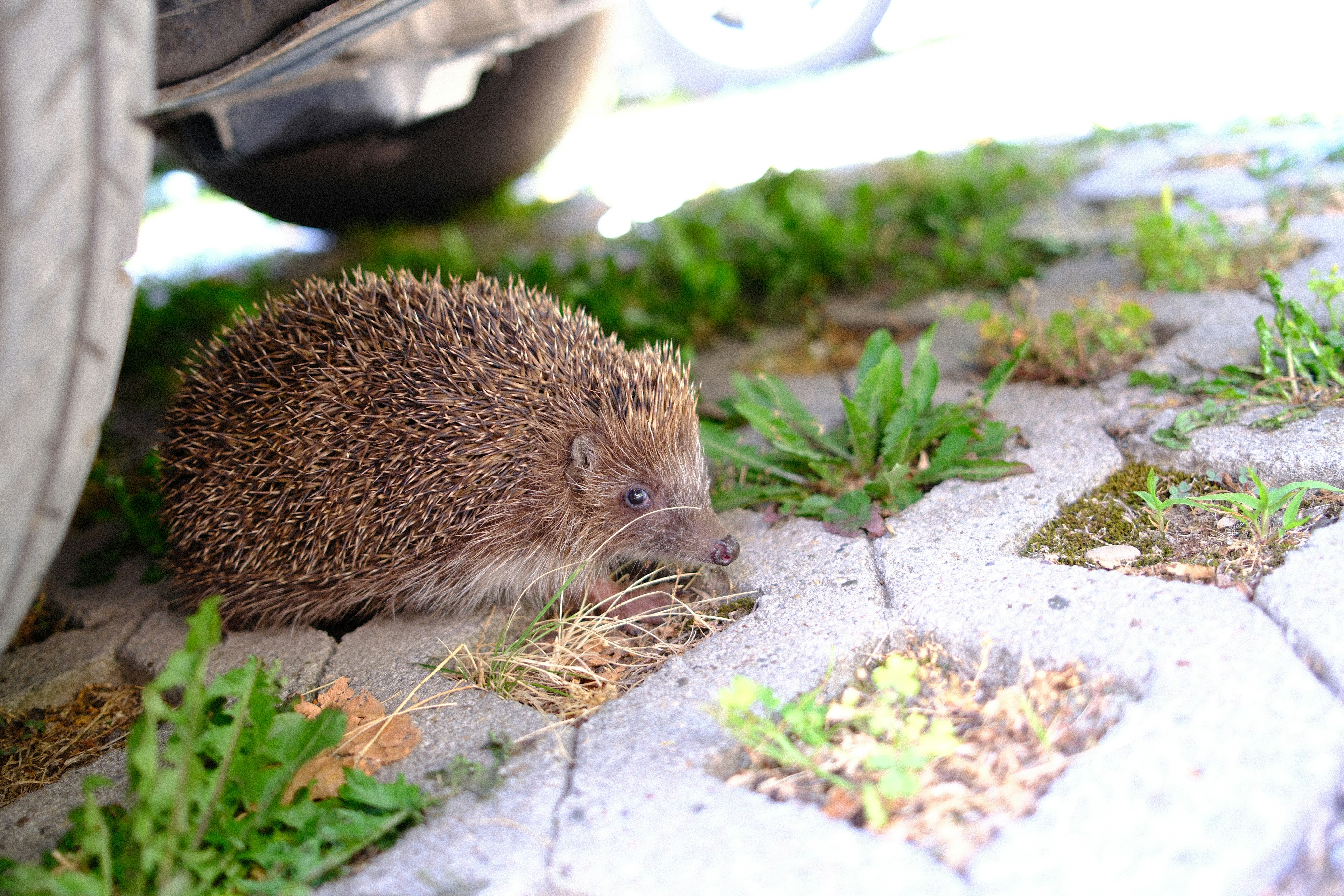 hedgehog