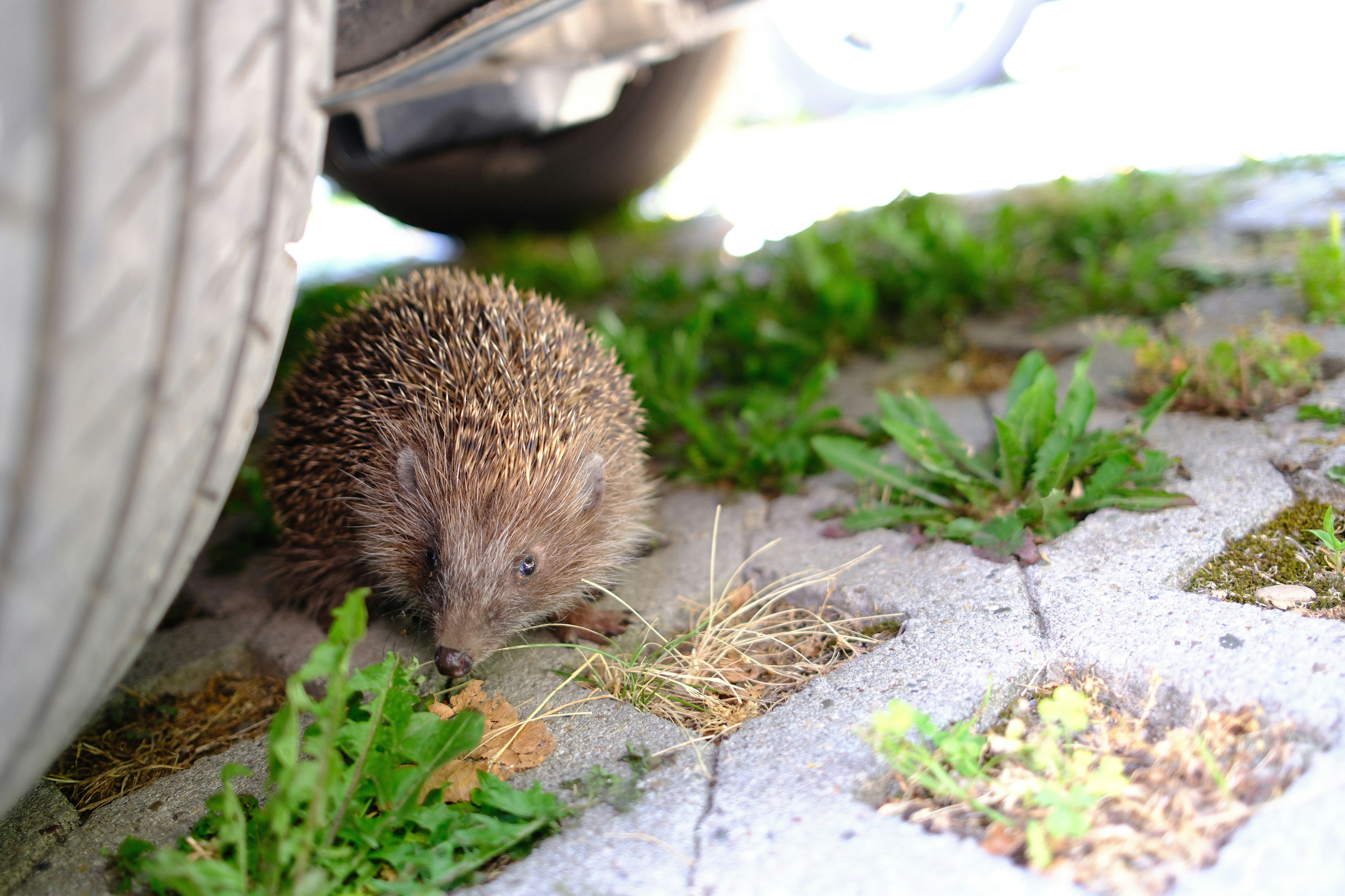 hedgehog