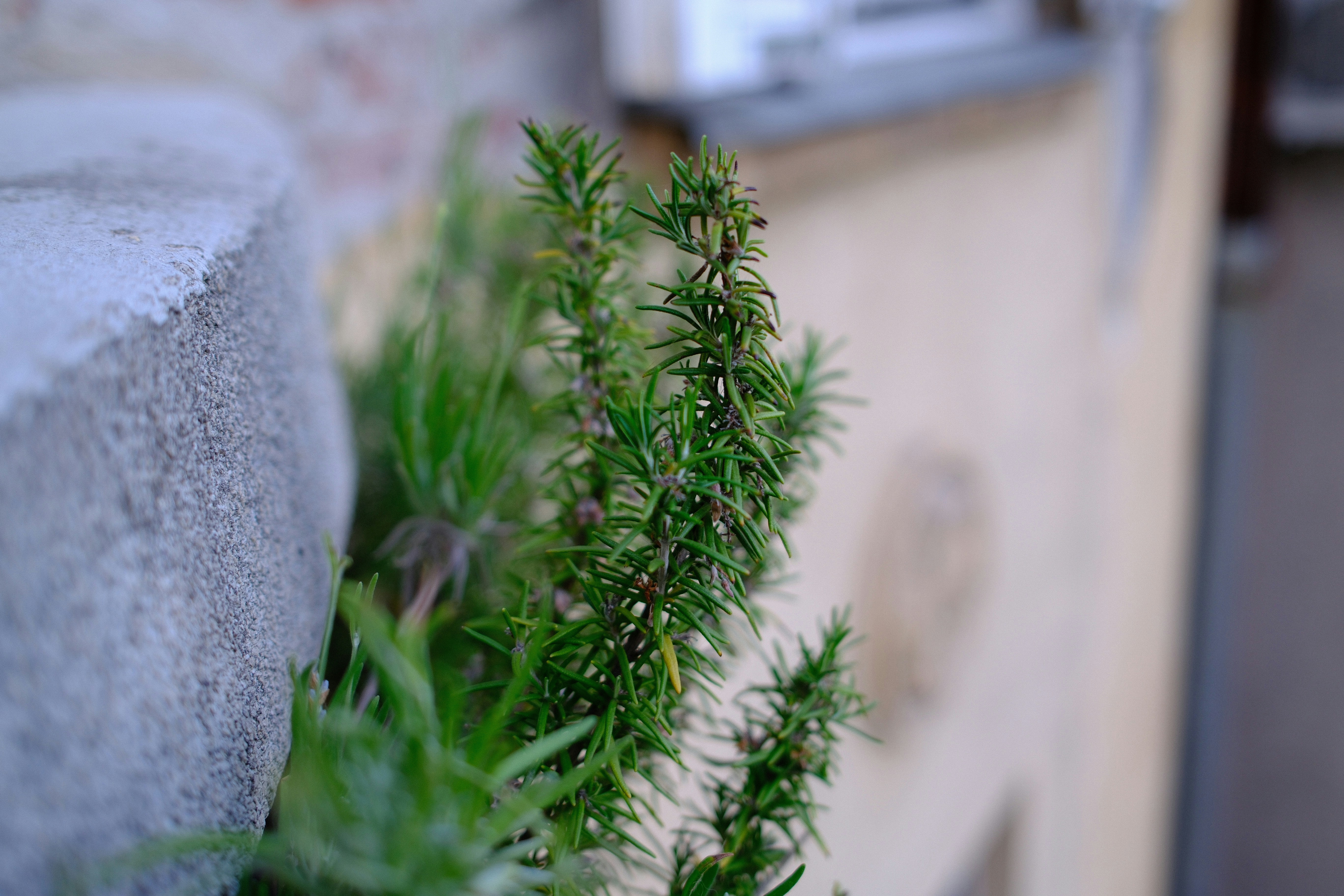 Close-up of herbaceous sprigs peeking from a concrete edge