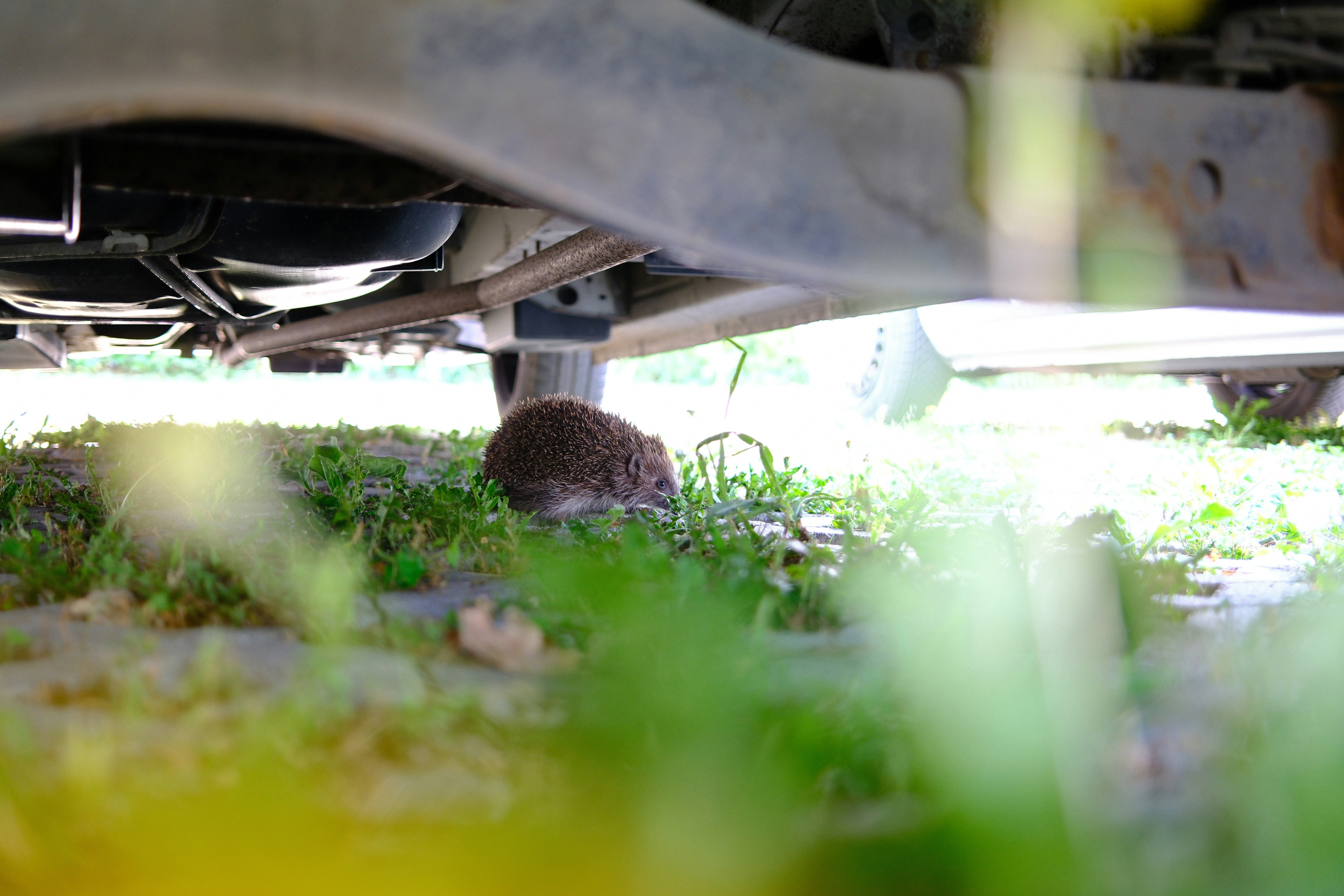 Hidden Dormouse Beneath the Car