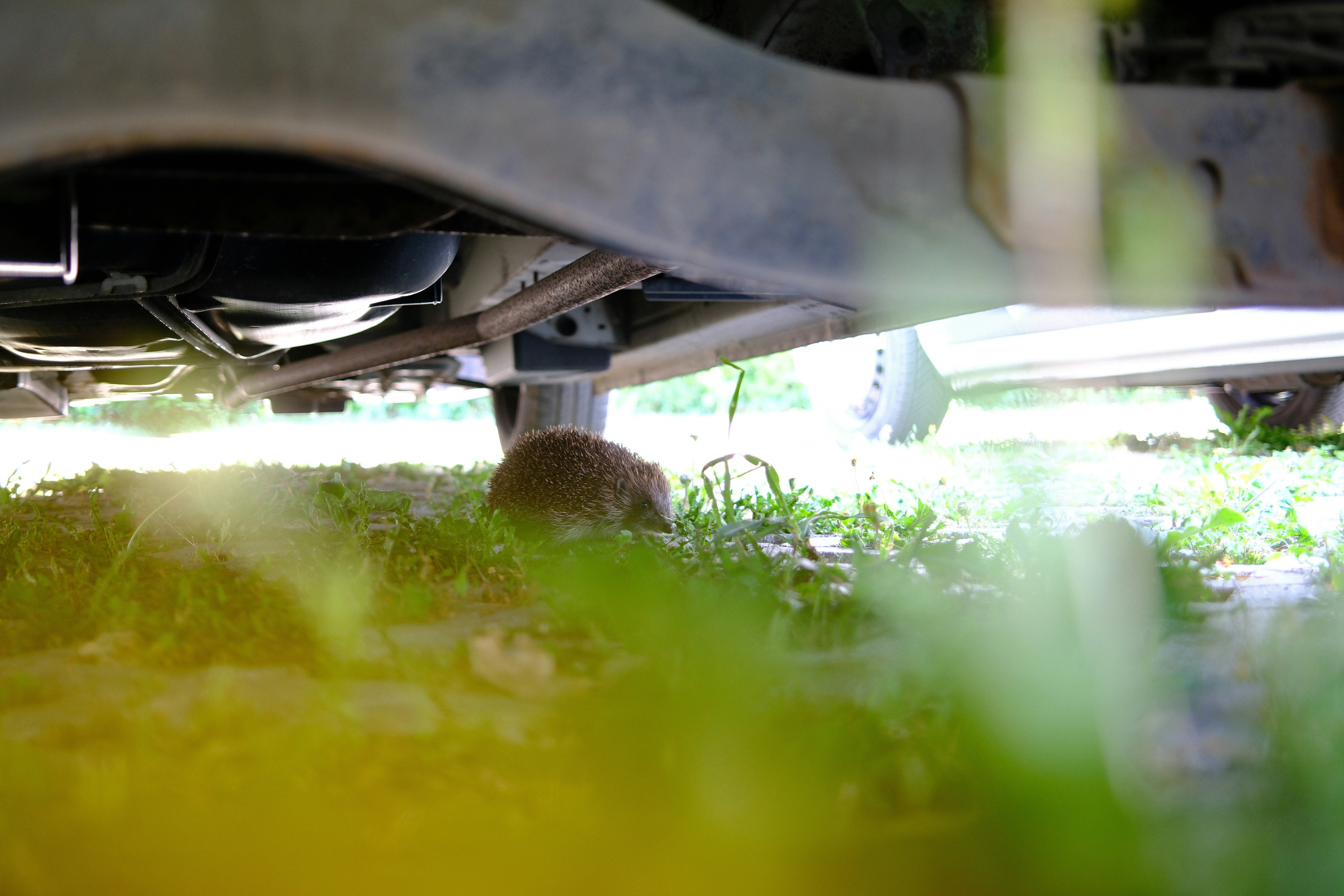 Hidden Habitat: A Ground-Level View Under a Vehicle