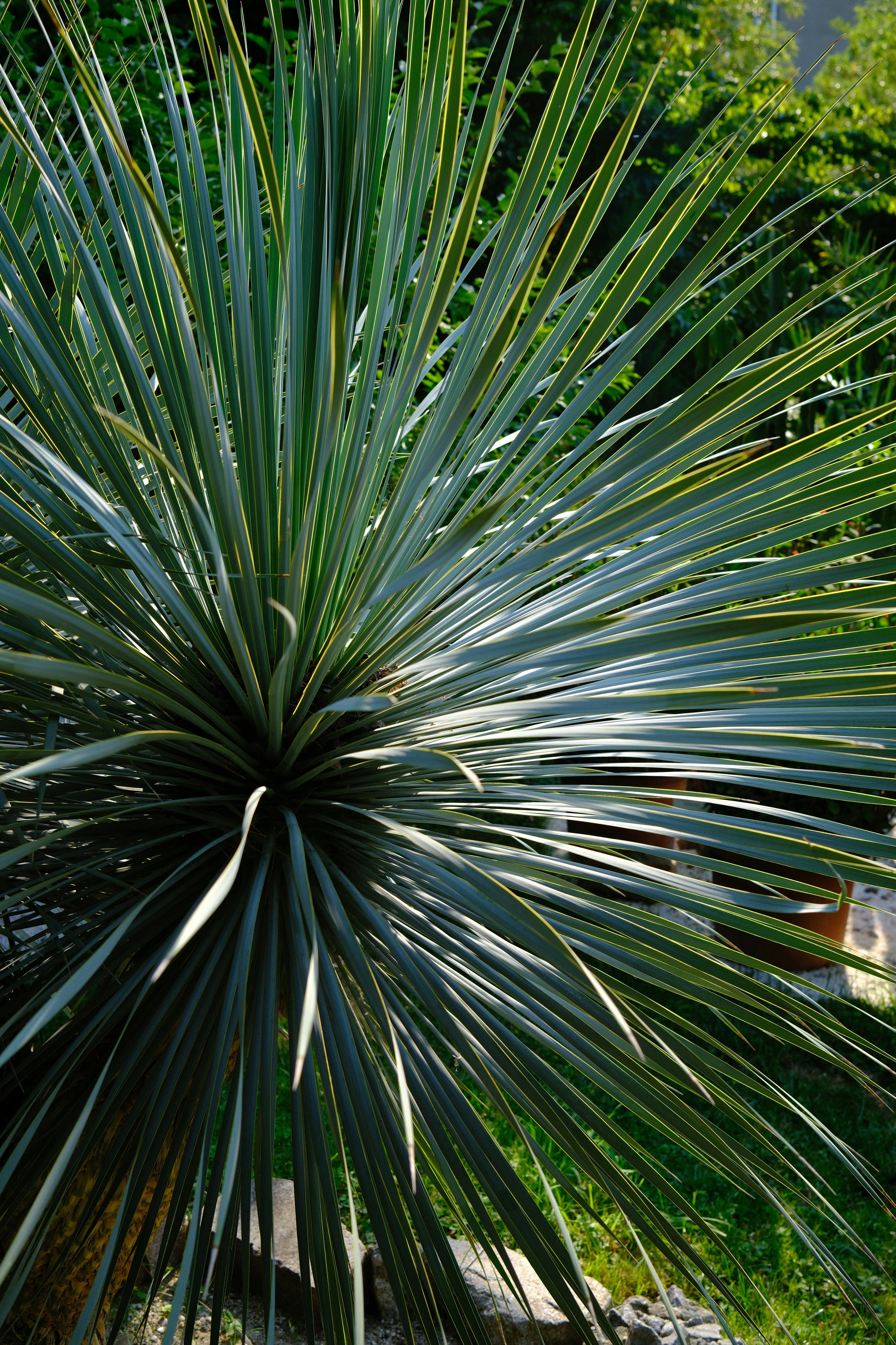 Radiant Spokes: A Desert Plant's Solar Burst