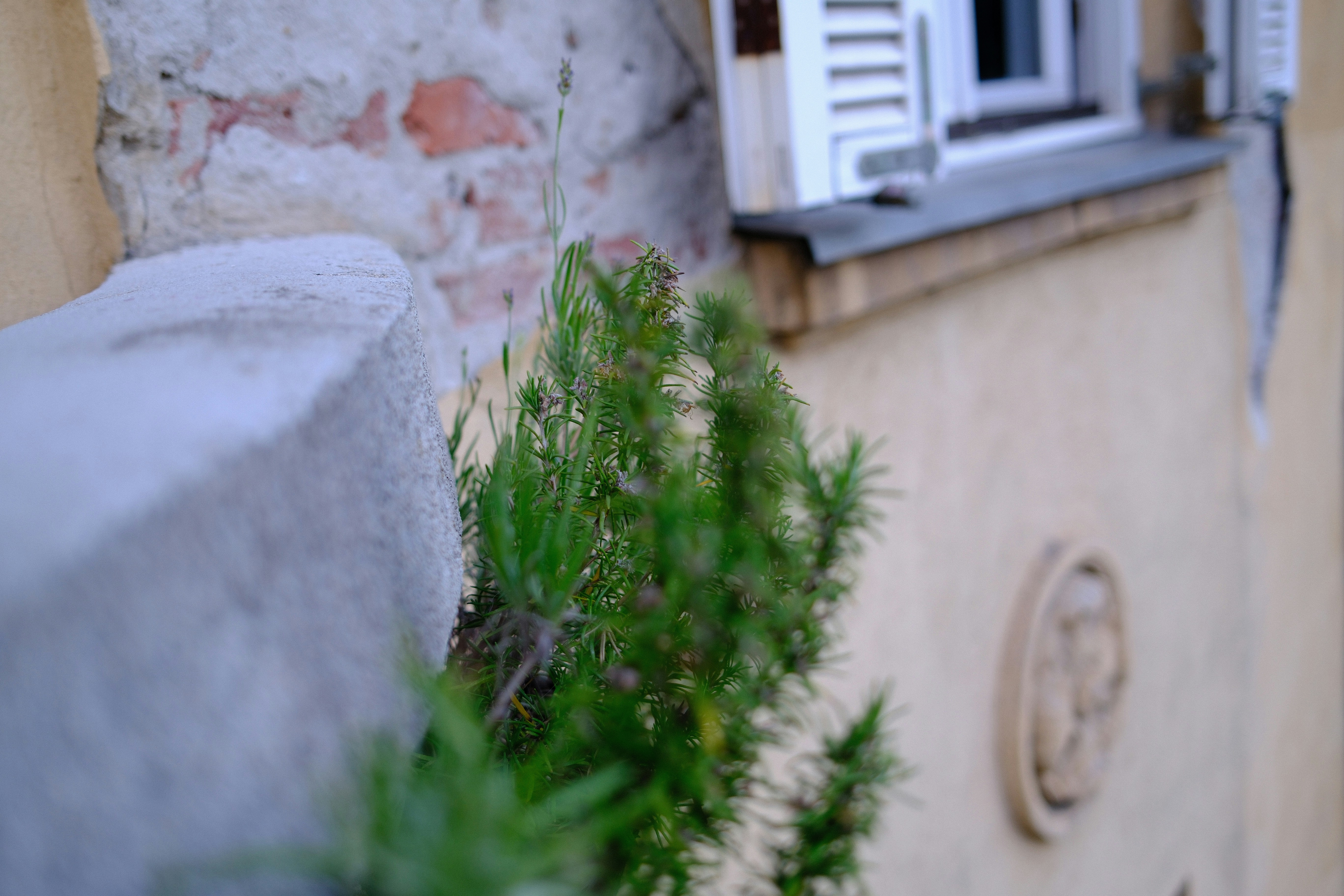 Greenery at the Edge of a Stone Window