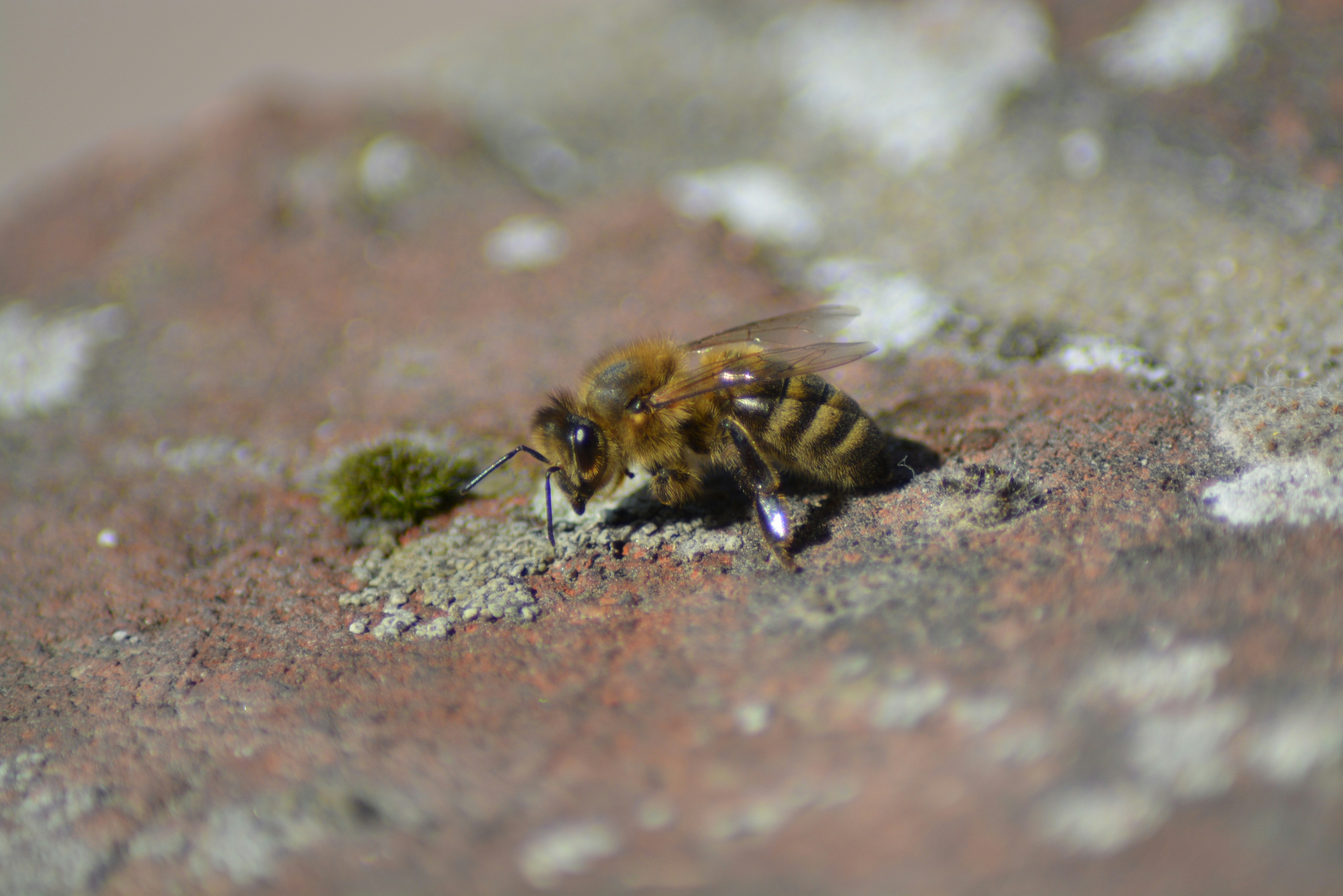 Bee on a Lichen-Streaked Rock: Micro-Trek Across a Rough Surface