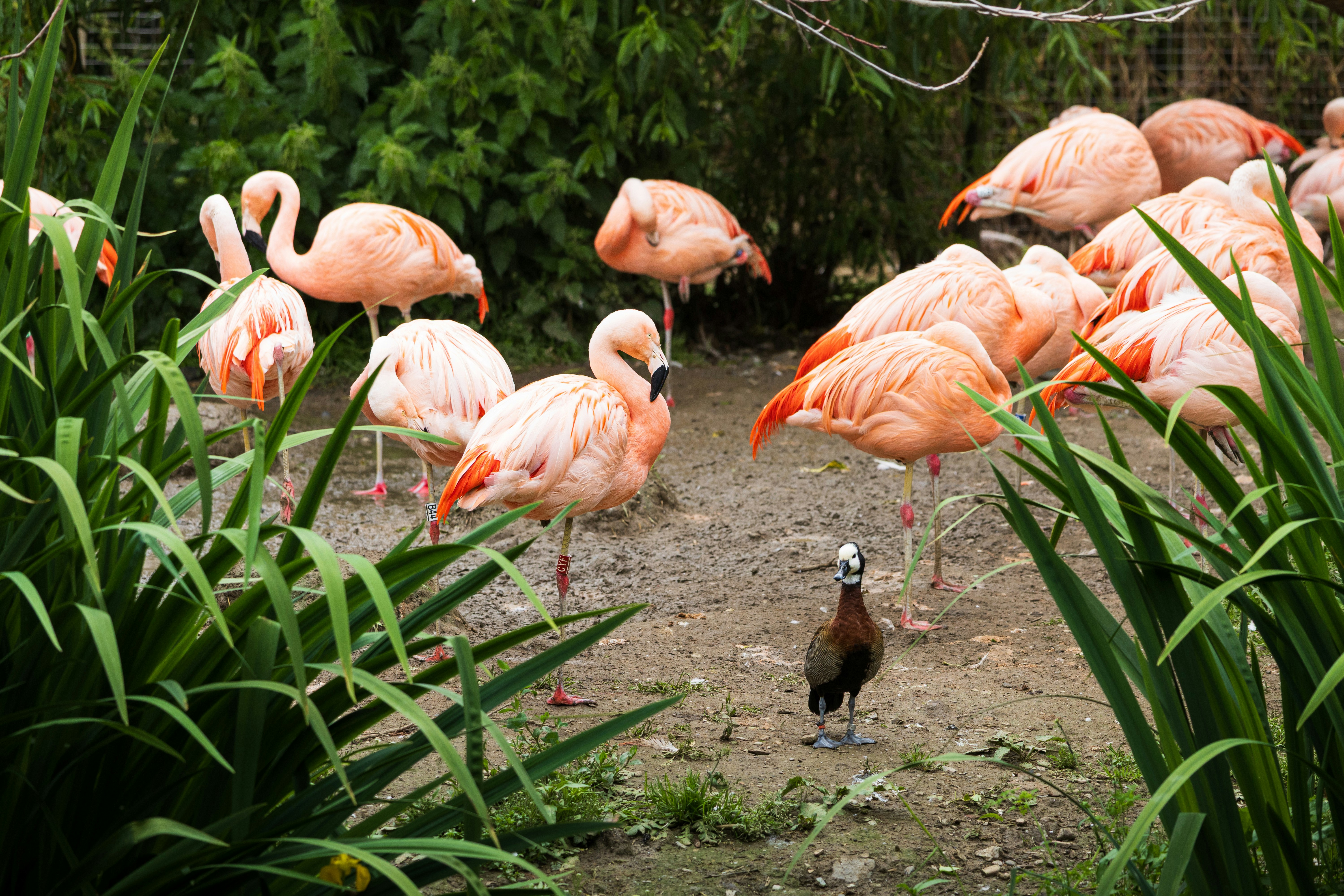 Flamingo Convergence: A solitary Covert Dark-Floor Vestiges