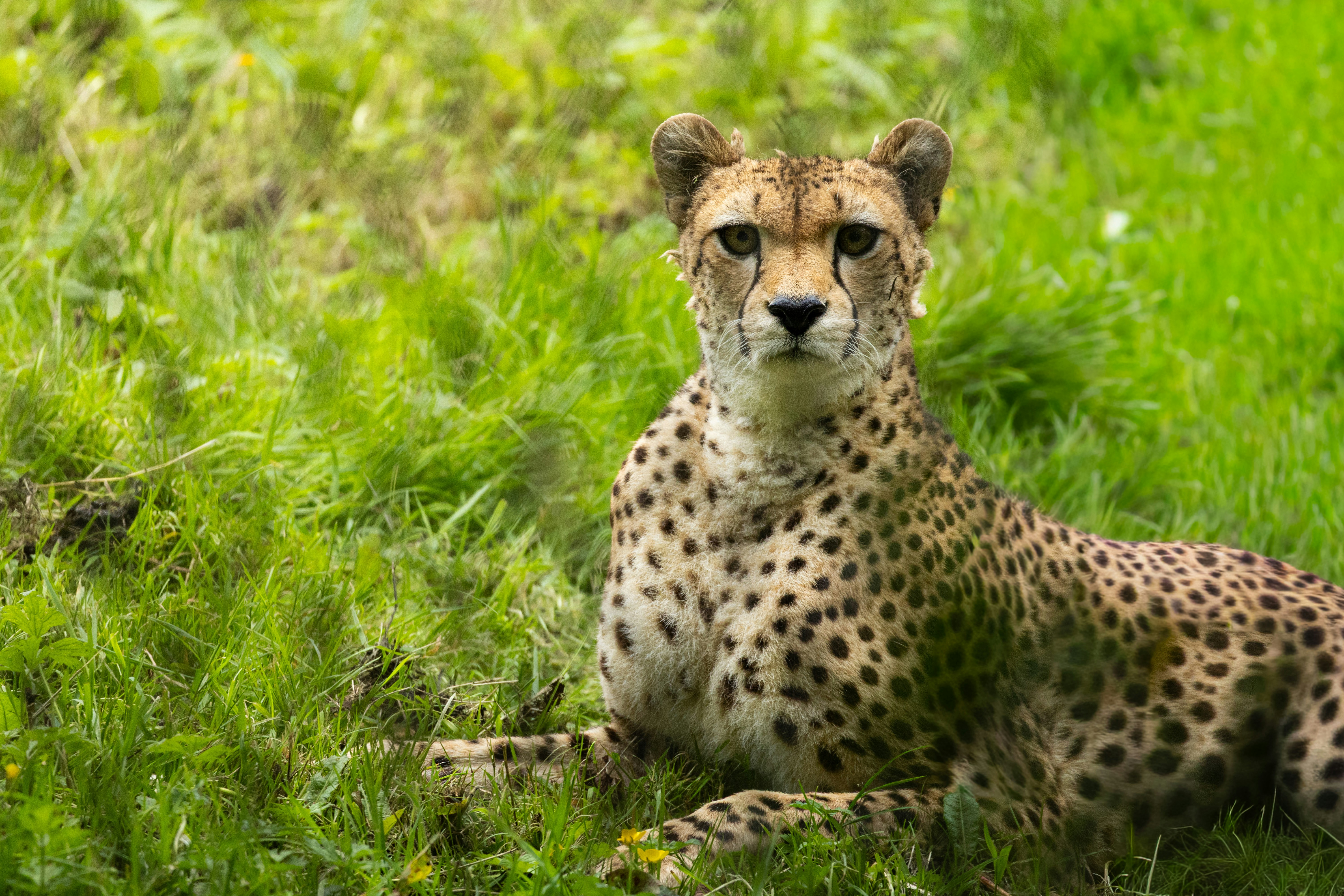 A cheetah rests in lush green grass, looking forward.