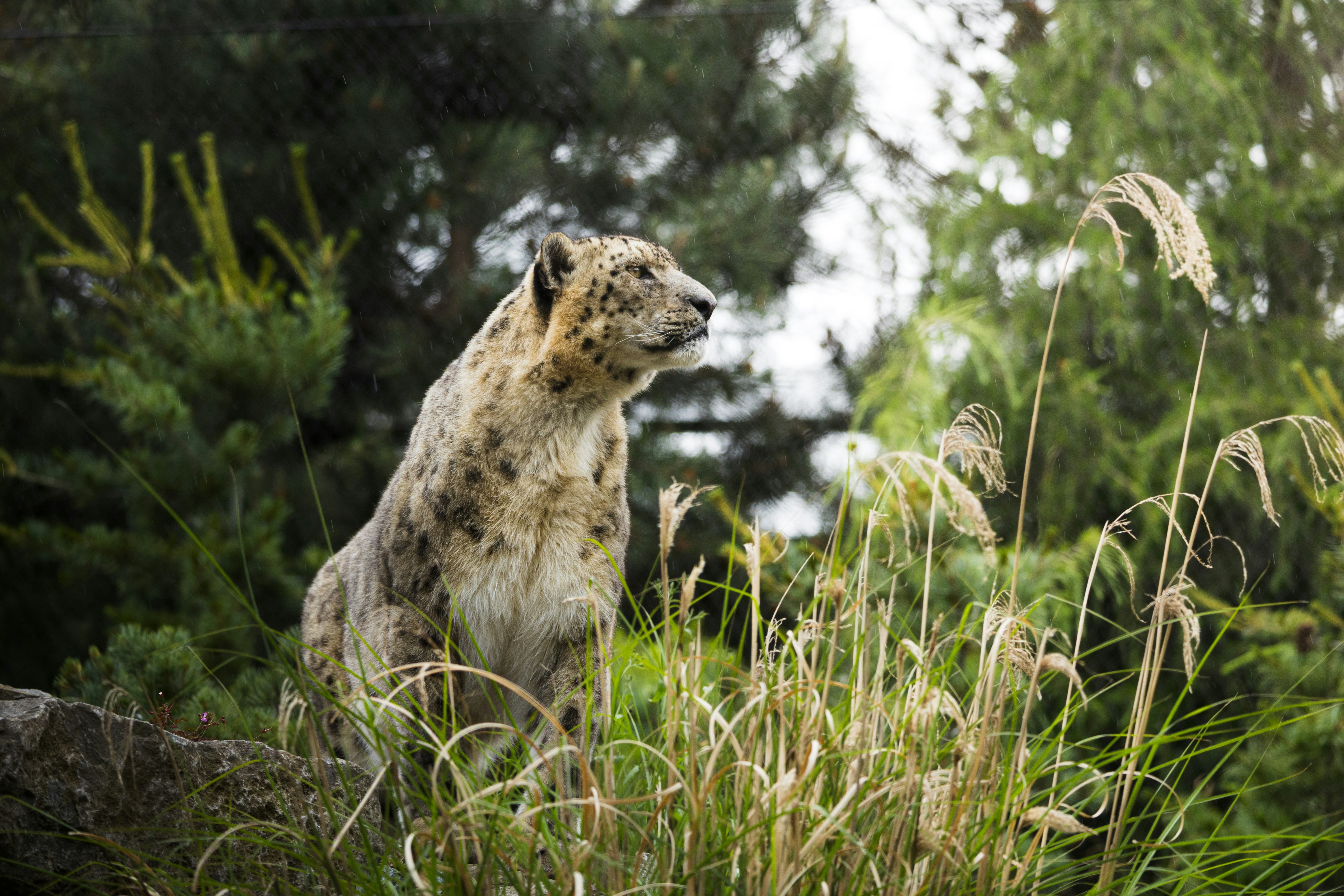 Cheetah Sentinel Amid Grass and Rocks