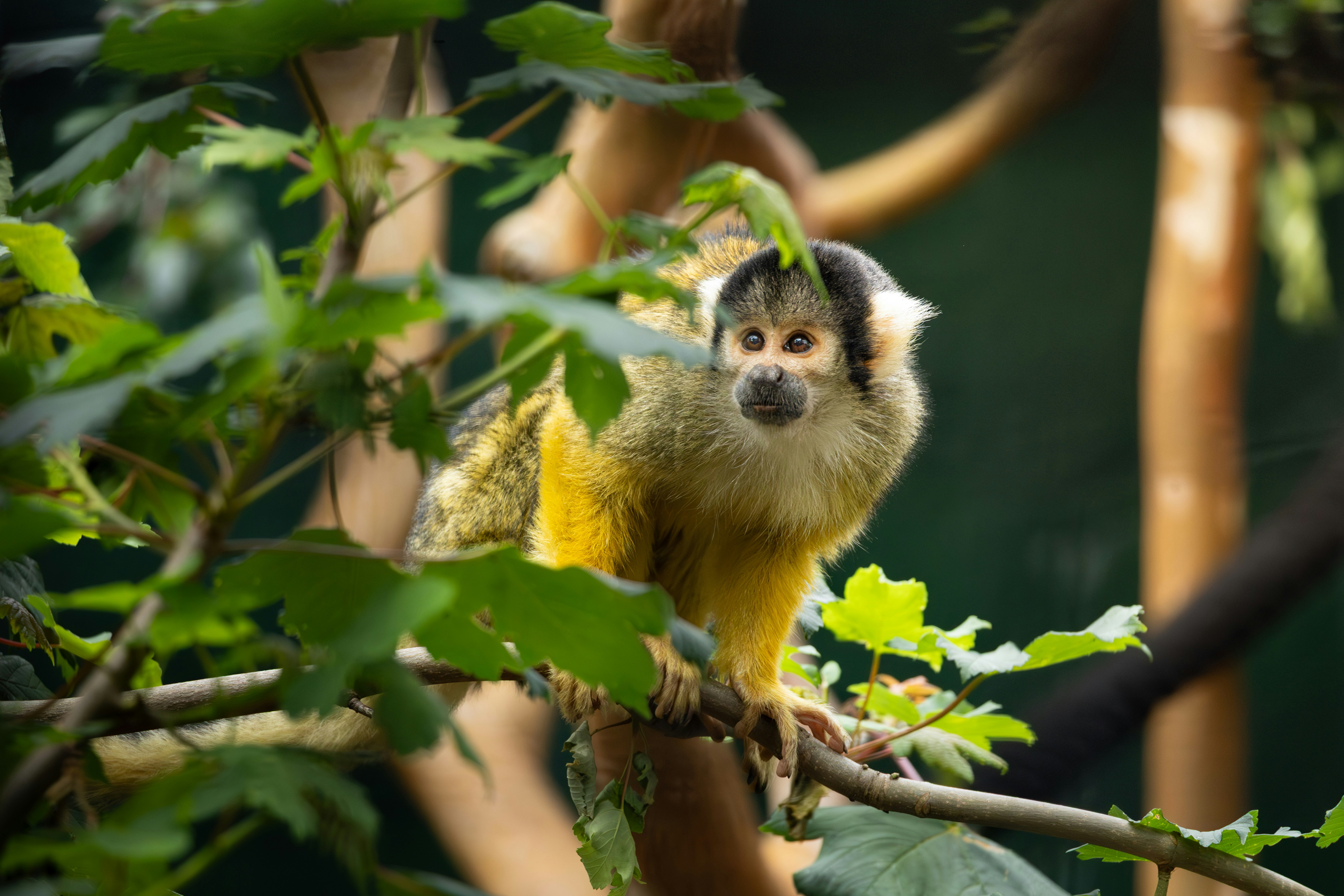 Curious Sentry on a Leafy Branch