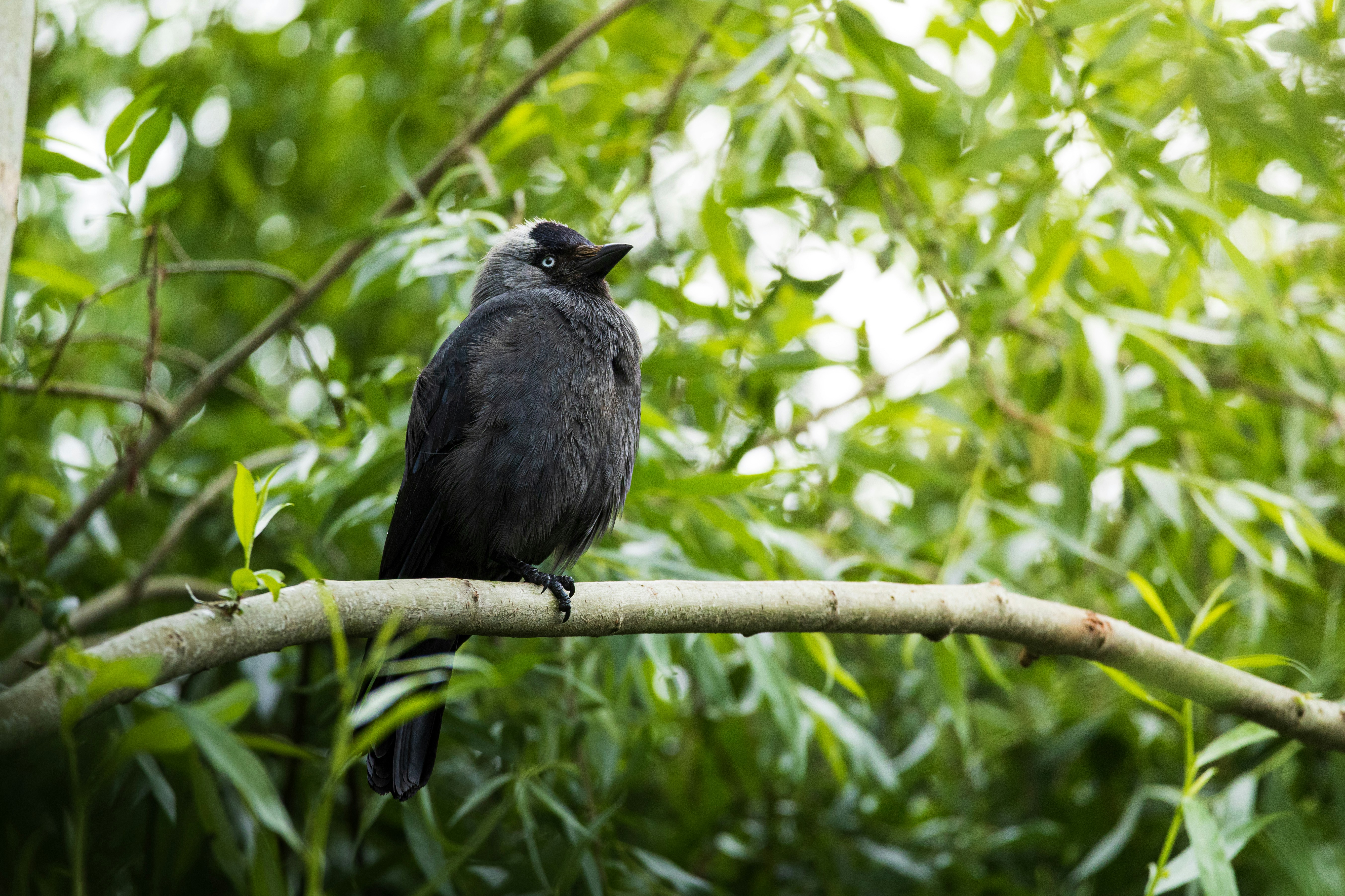 Mid-branch Watch: A Black Bird Keeps Vigil on a Mossy Limb