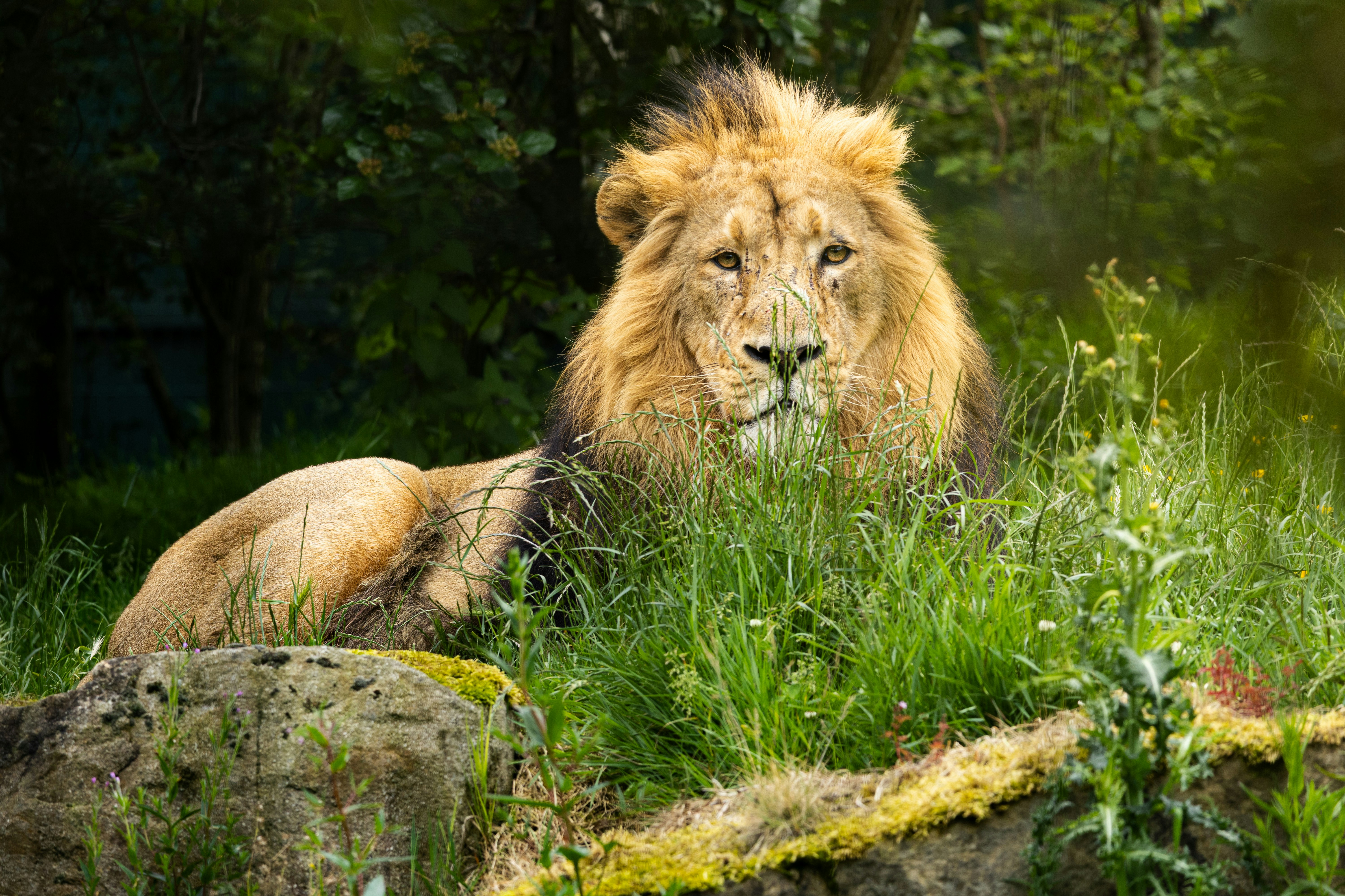 Regal Stare: A Lions' Rest Among Moss and Stone