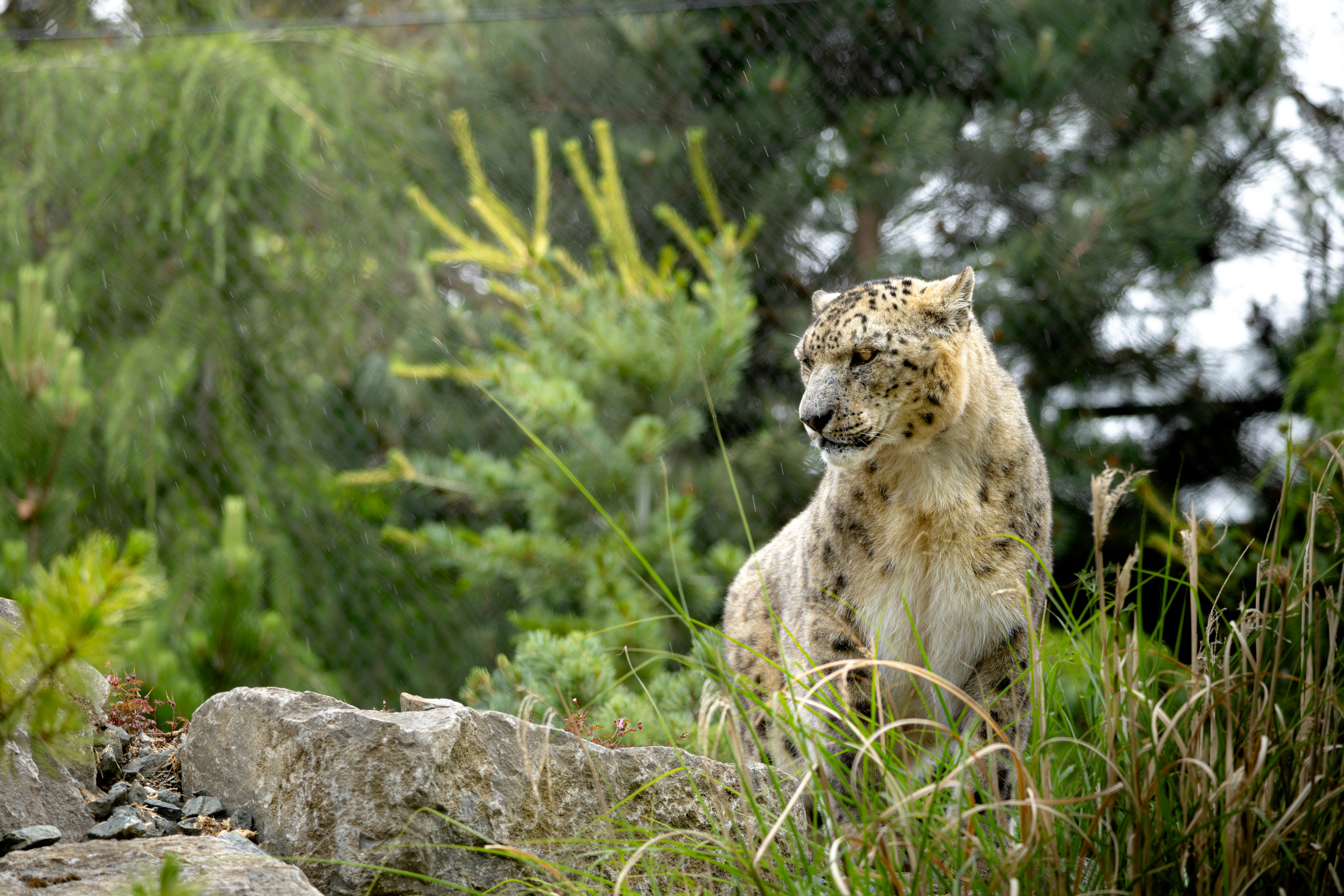 A snow leopard sits among rocks and green trees.
