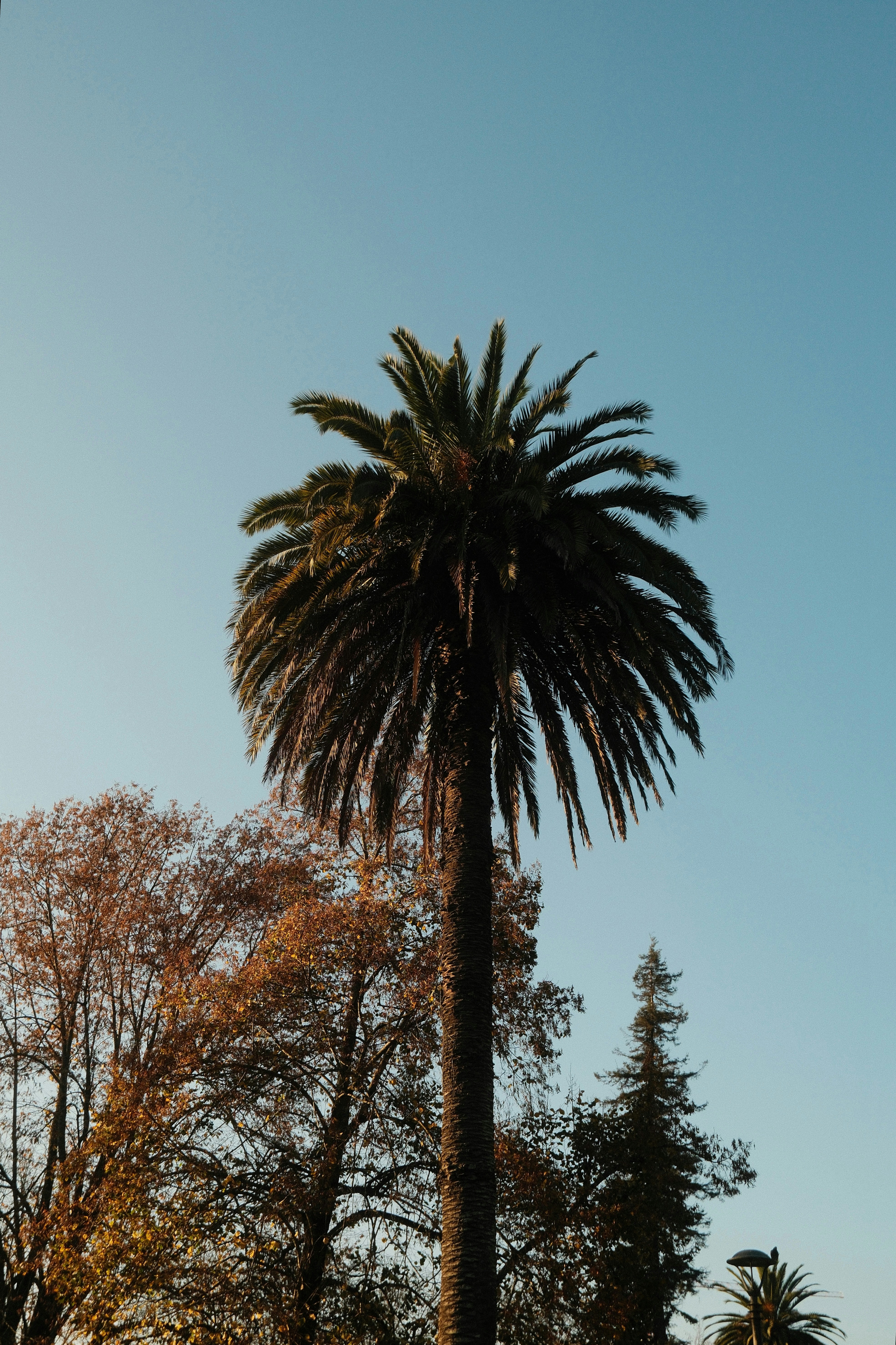Crowning Palm Against a Clear Day