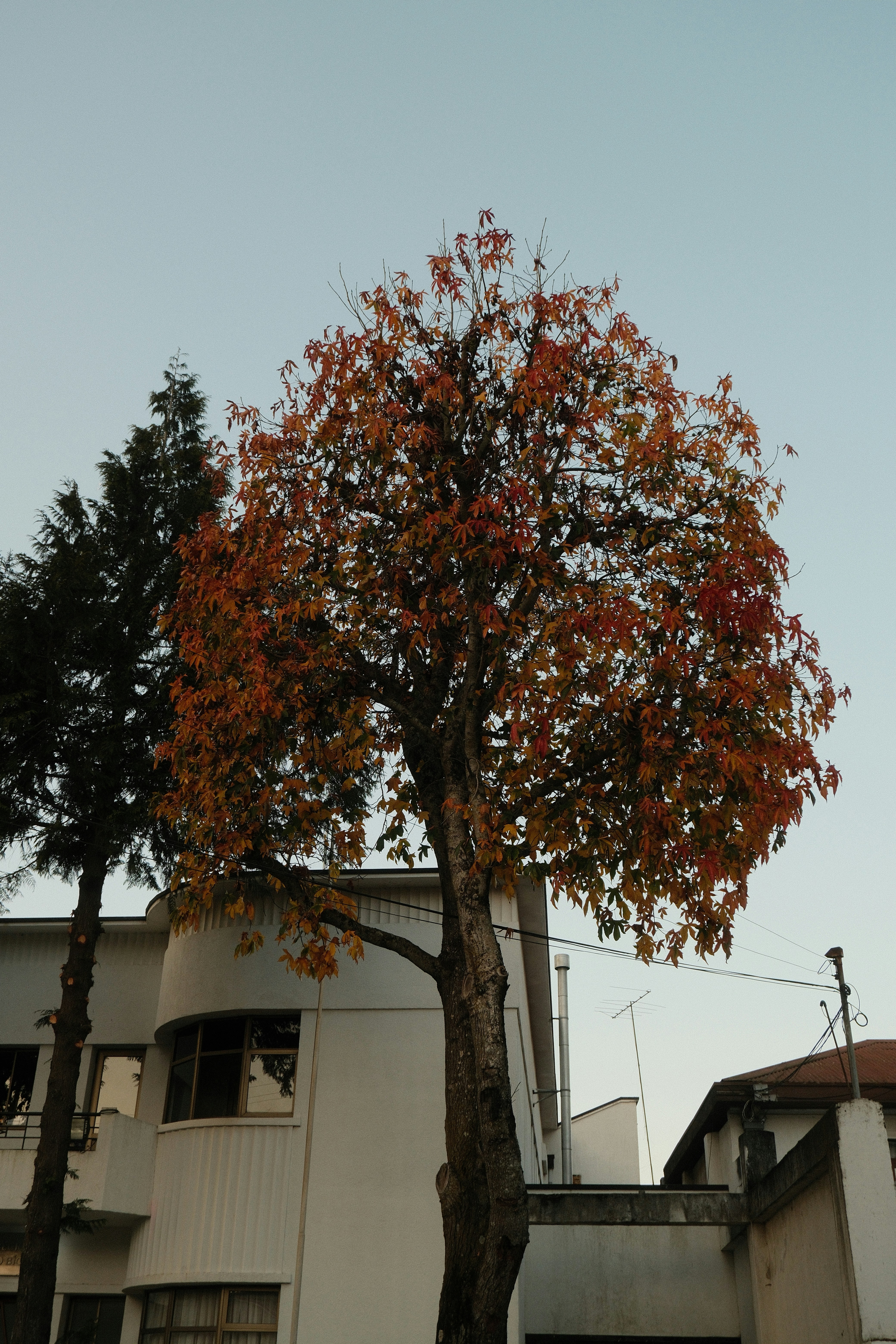 Autumn Crowned Street Tree Framed by Suburban Silhouette