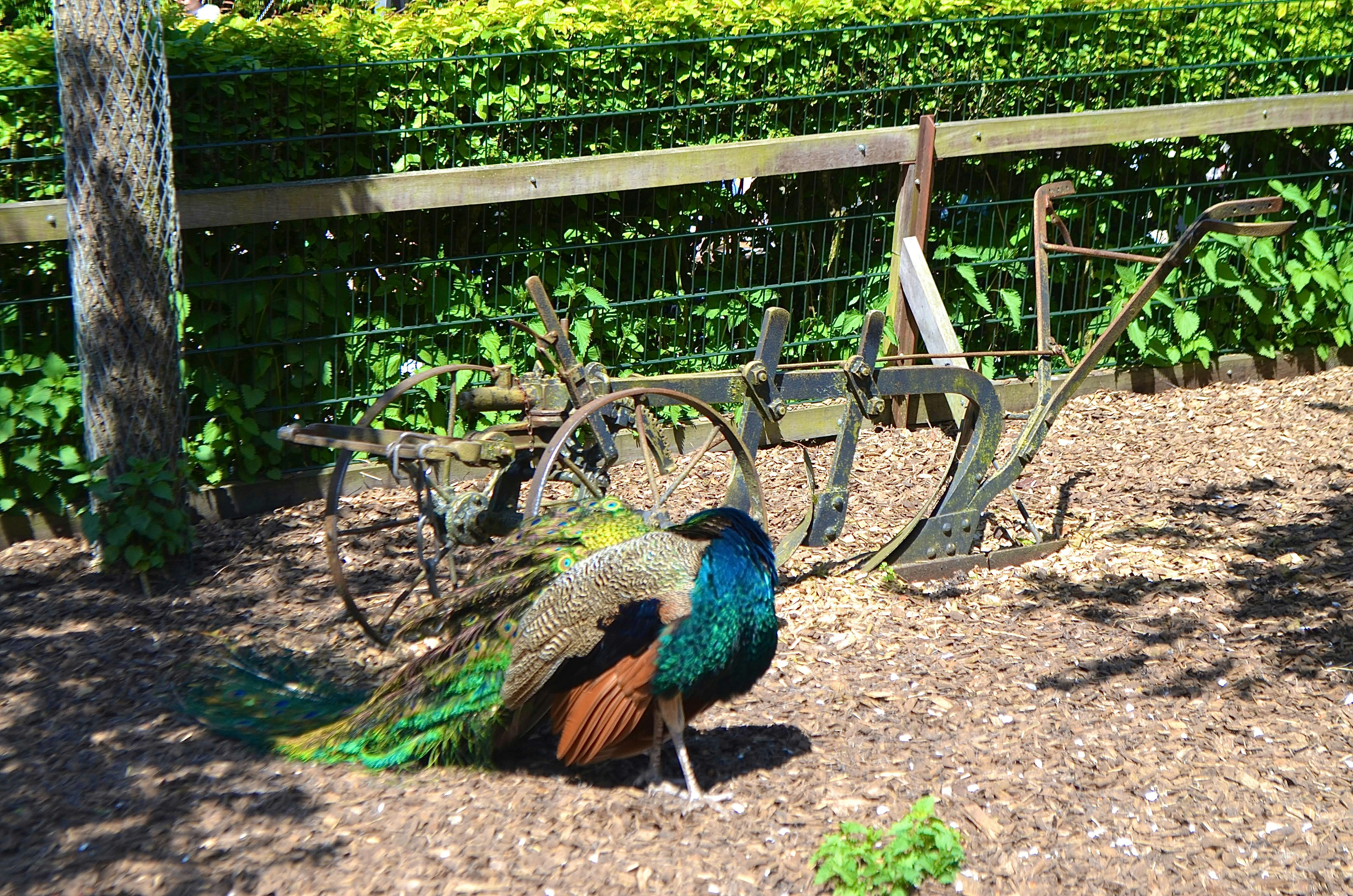 Emerald Crown in the Sun: A Peacock Among Parkyard Tools
