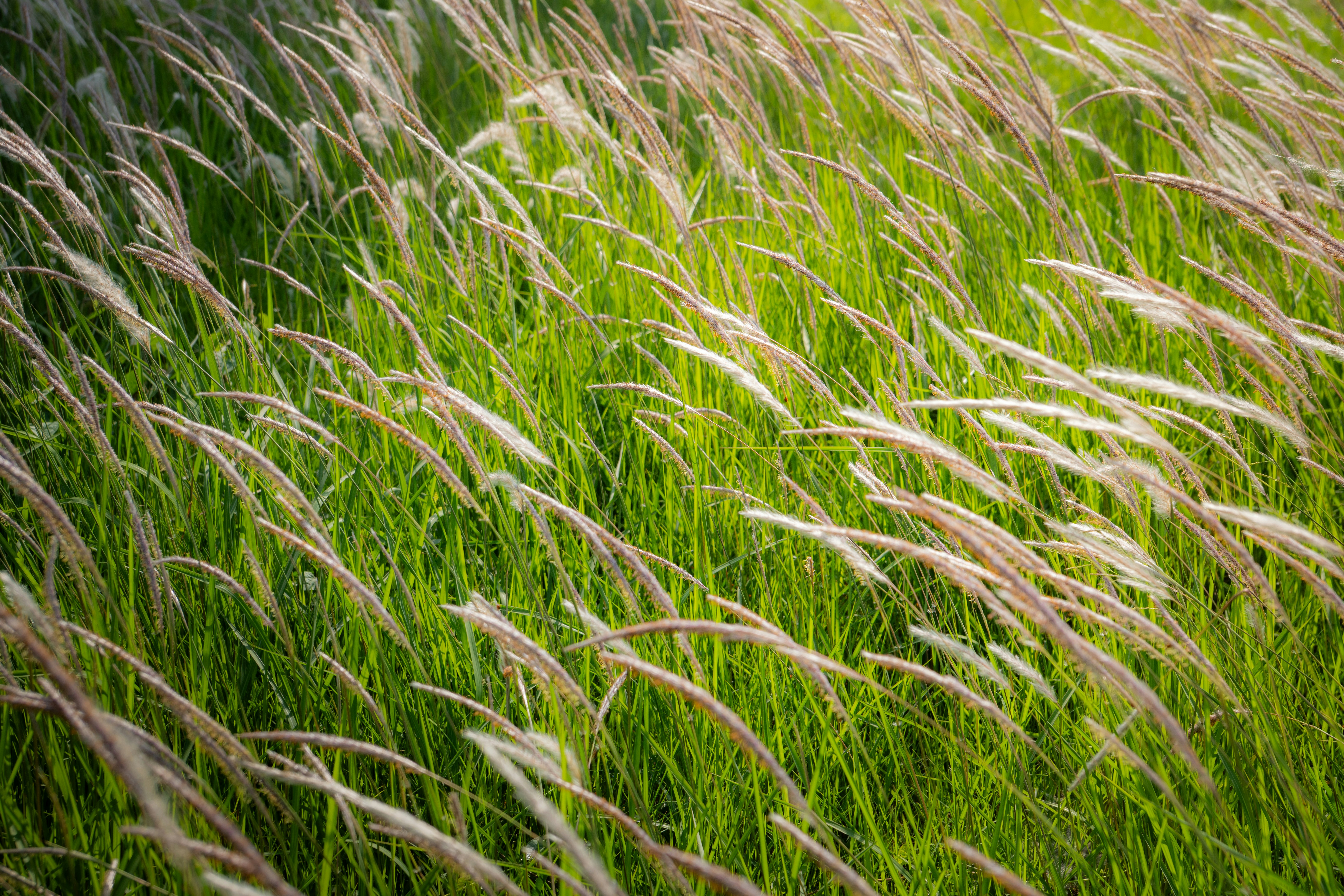 Tall feathery grass swaying in a sunny green field.