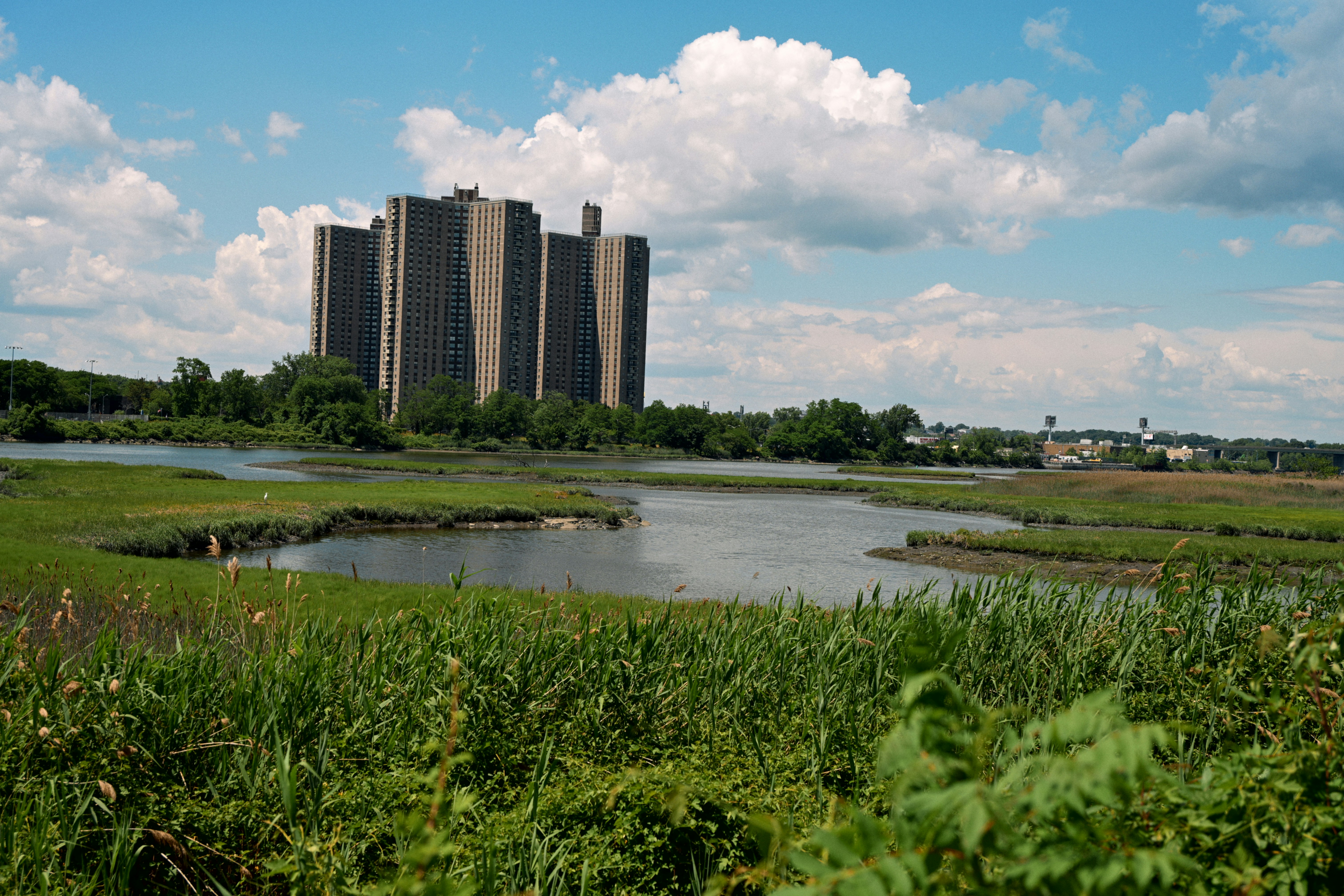 Urban Glass and Reed: A Riverbank Scene Framing a Tall Campus in the Distance