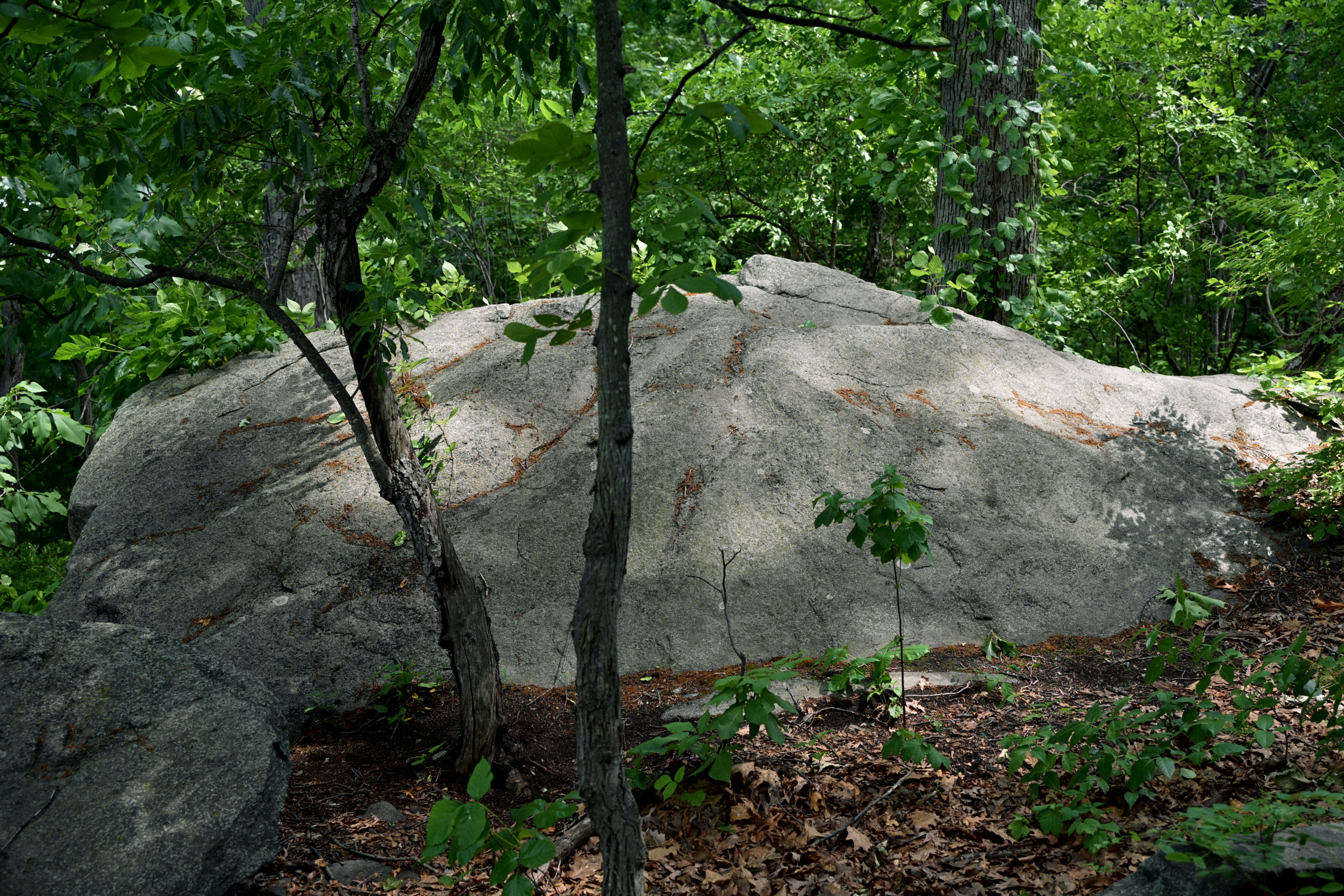 Lichen-streaked Boulder in a Leaf-Dappled Forest