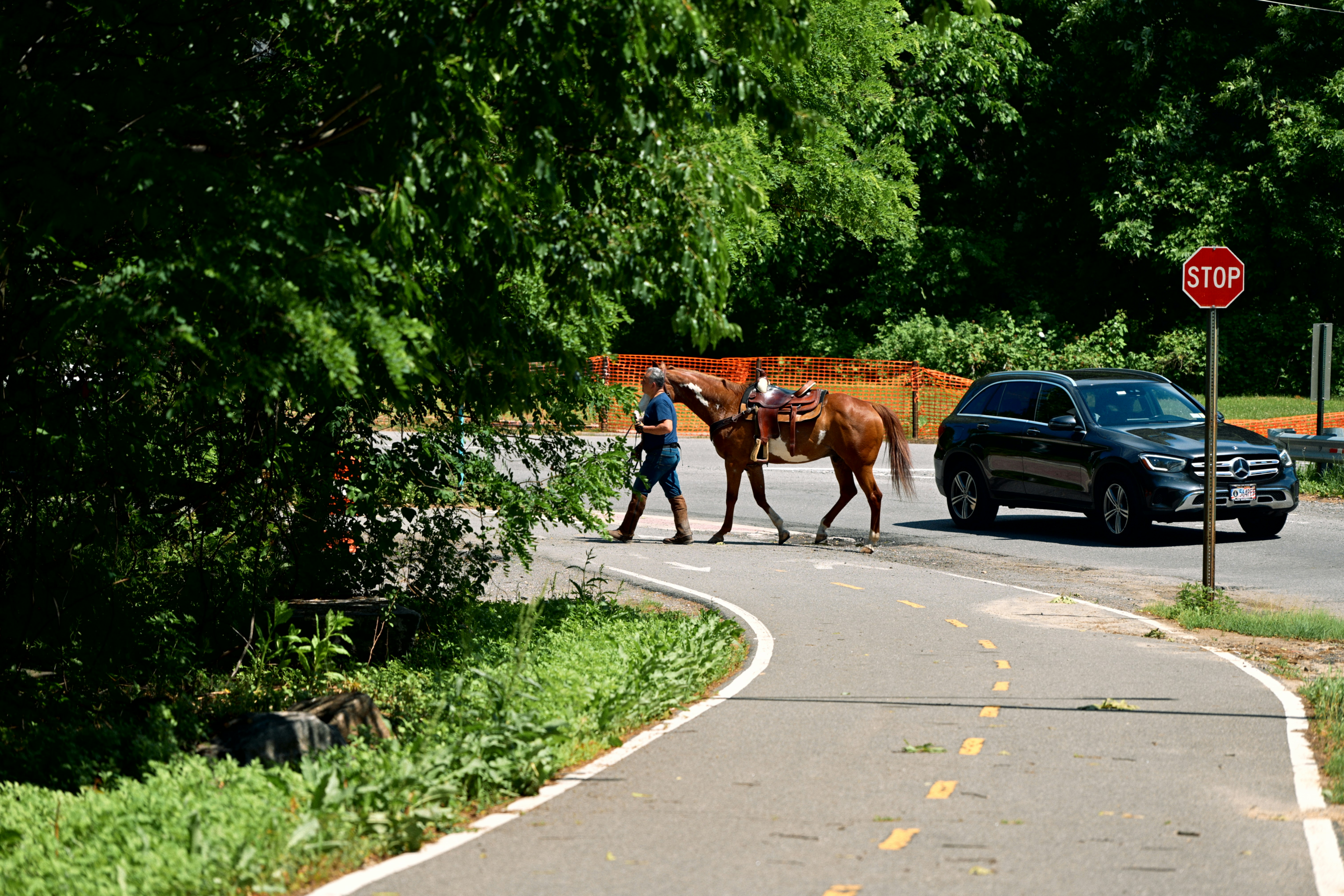 A Quiet Roadside Moment: A Pair of Horses Lead a Pedestrian Across the Curve