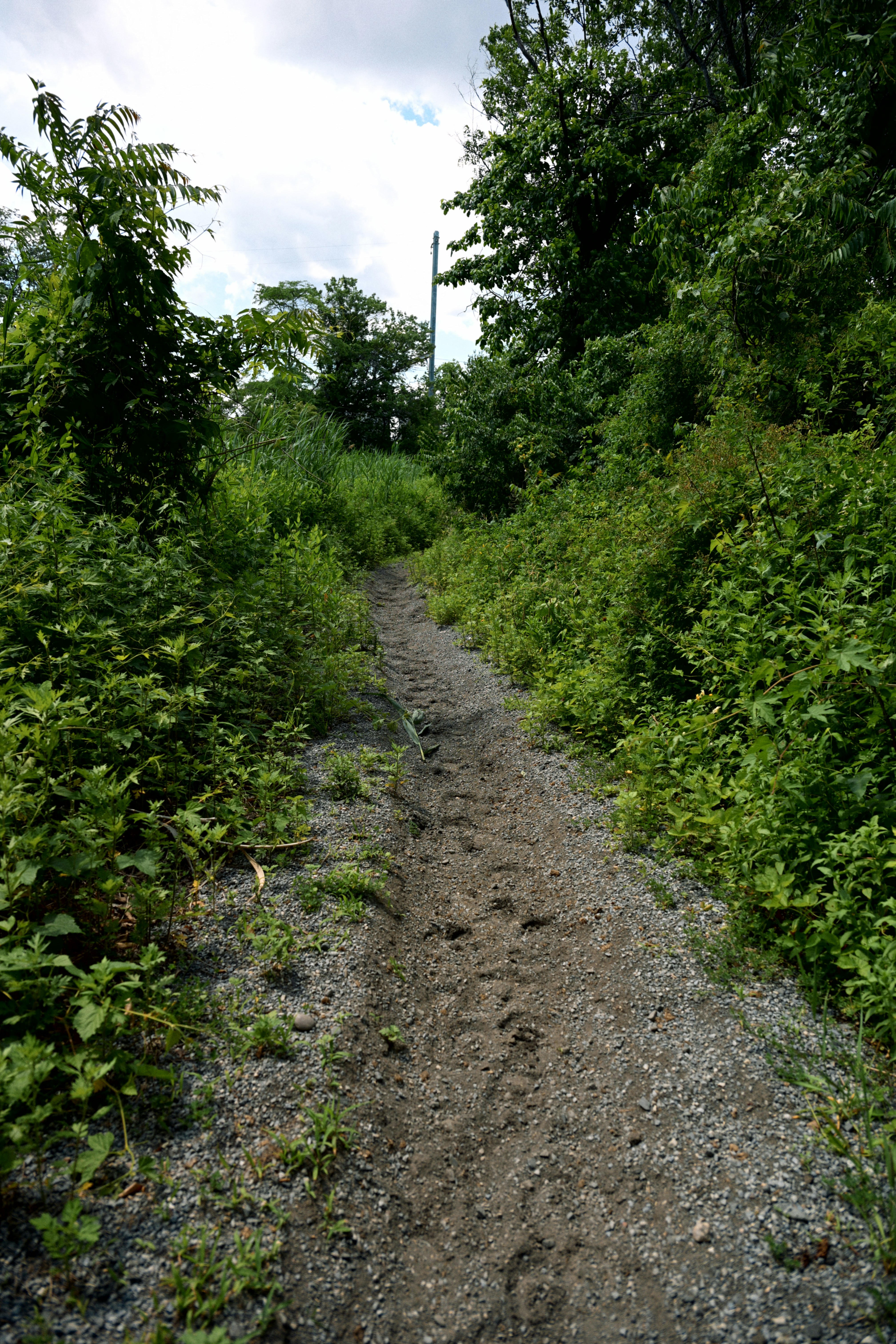 A narrow dirt path winding through dense green foliage.