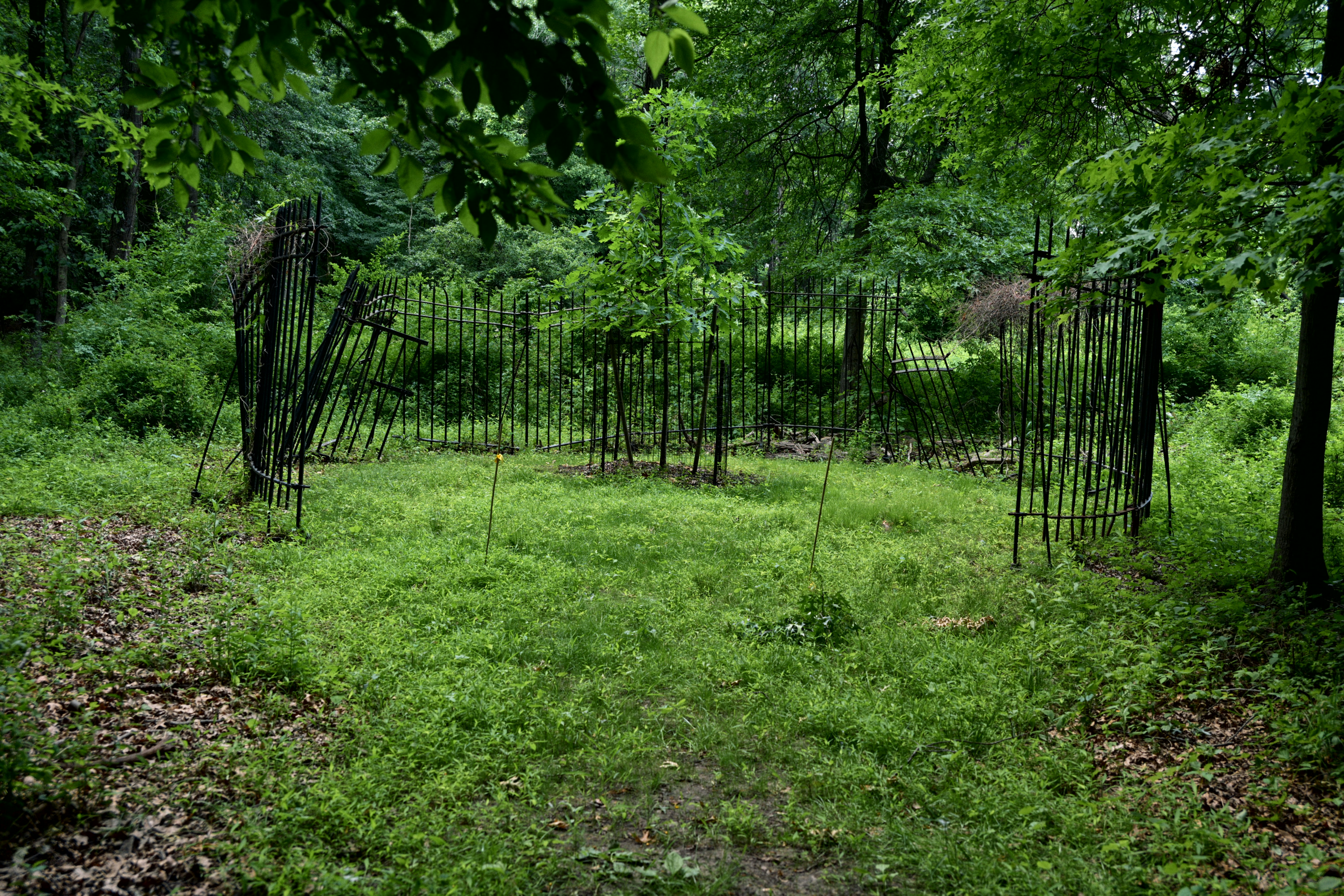Green forest clearing with unique stick structures.