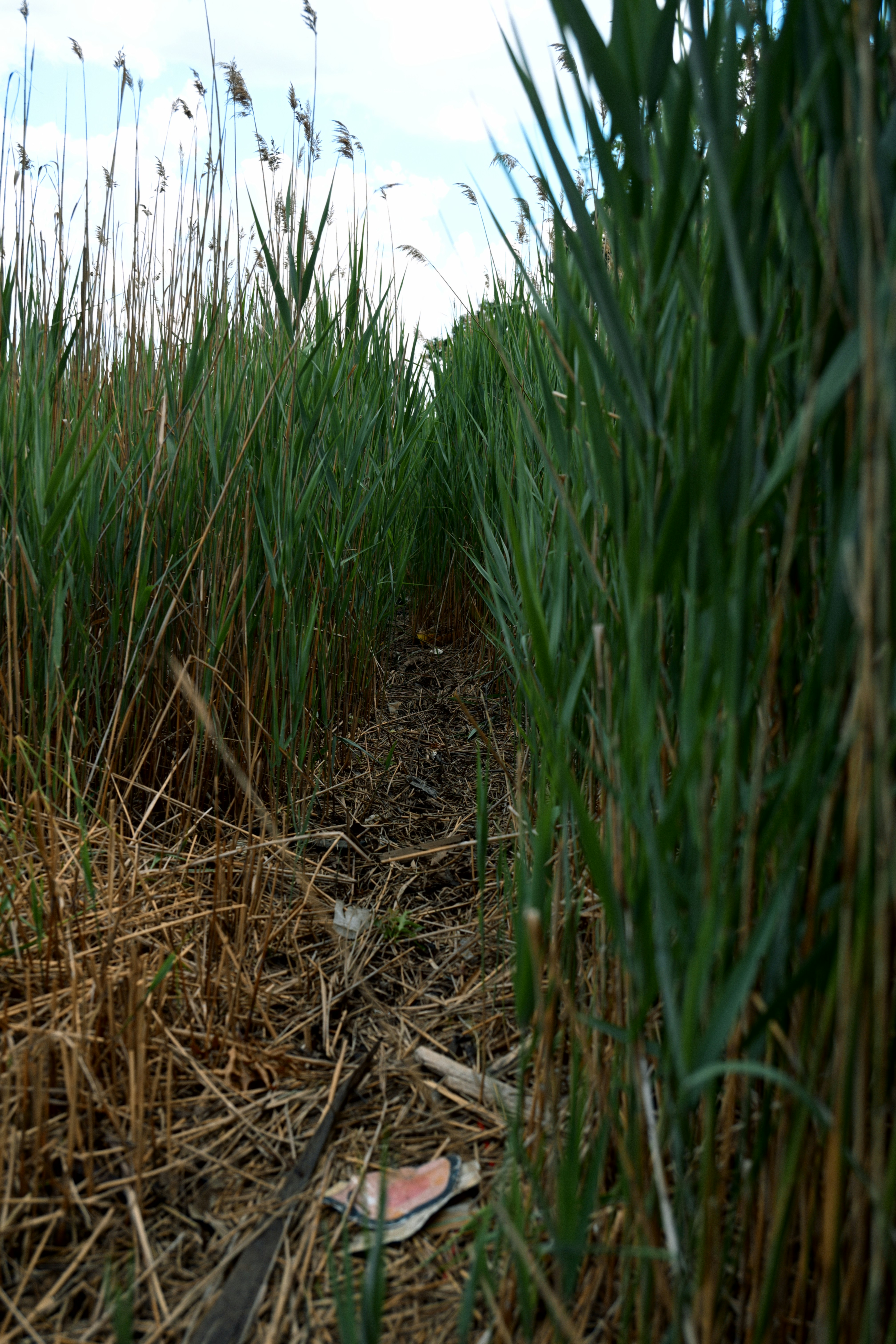 Between Tall Reeds: A Narrow Path Through Dried Field Debris